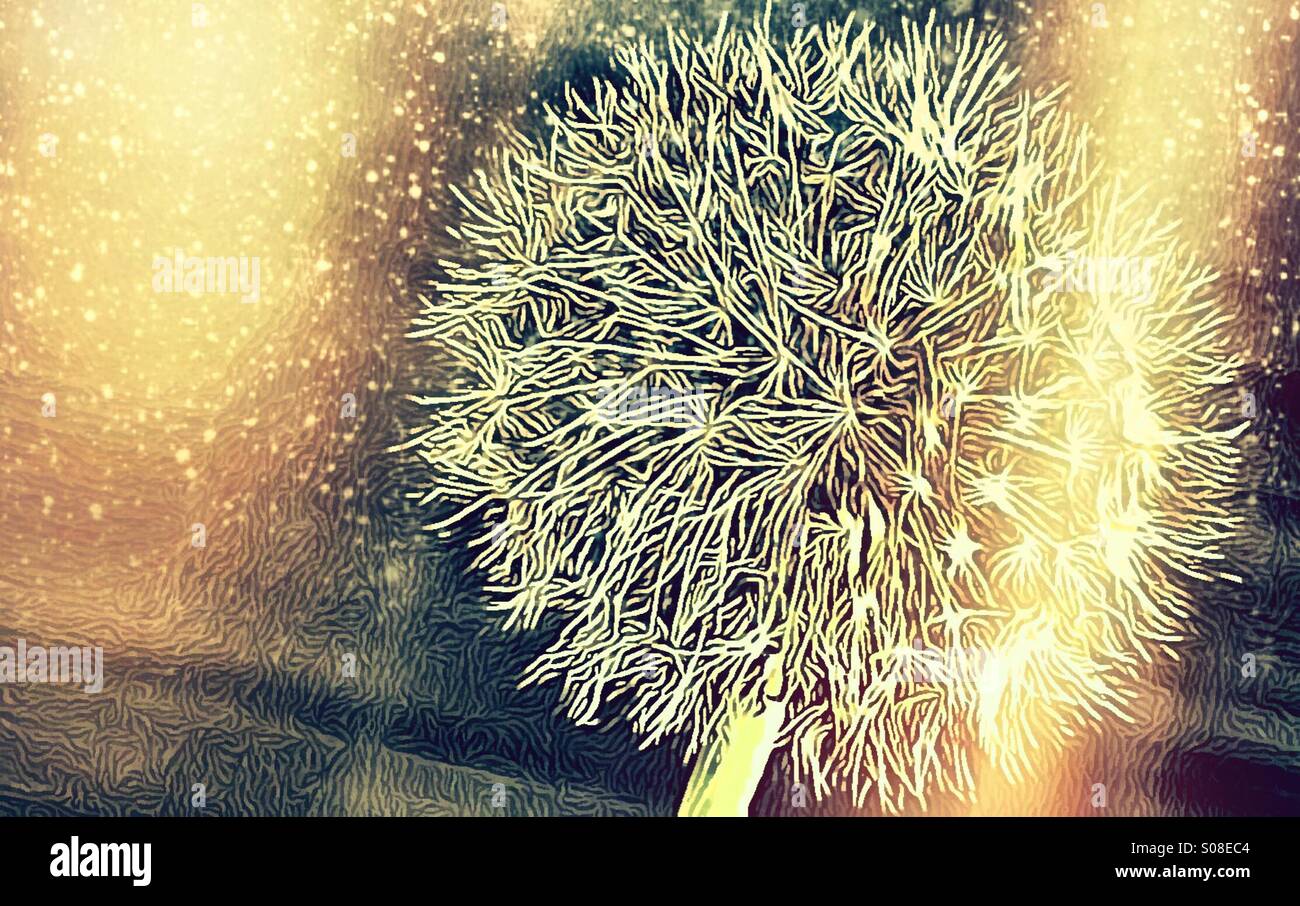 Dandelion star hi-res stock photography and images - Alamy