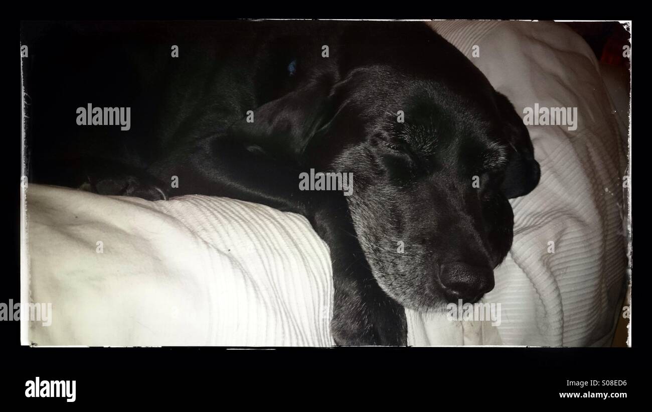 Old black labrador hi-res stock photography and images - Alamy