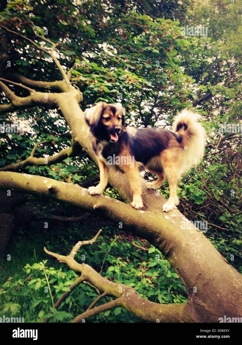 Dog tree hi-res stock photography and images - Alamy