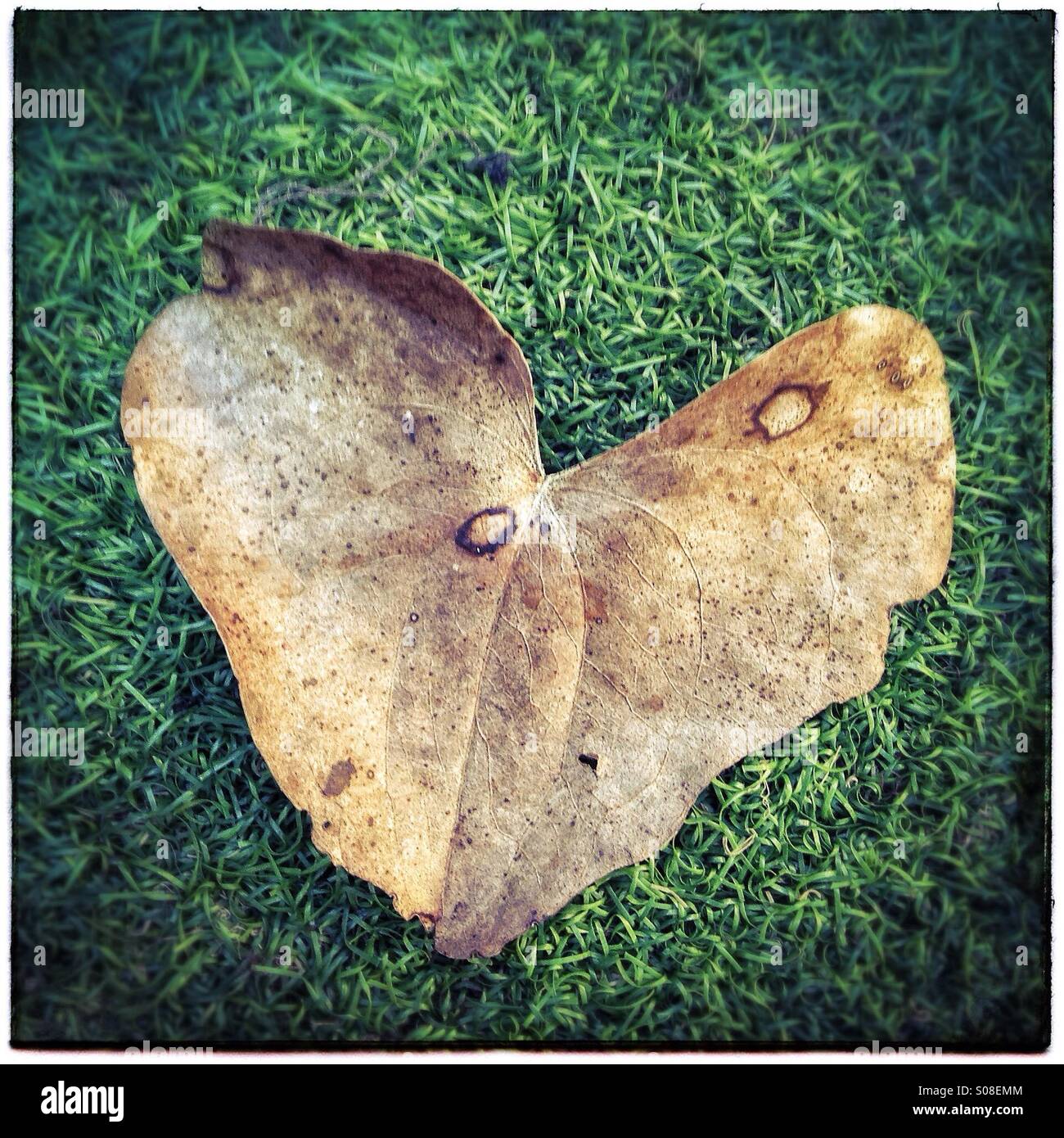 Leaves shaped heart symbol hi-res stock photography and images - Alamy