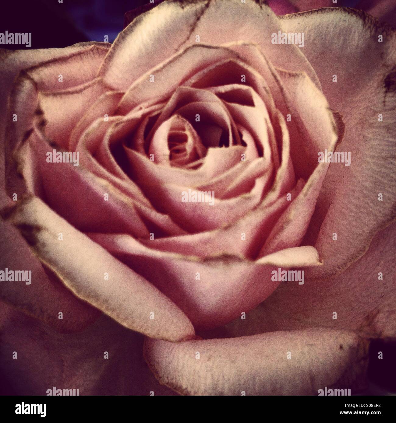 Decaying pink rose head Stock Photo - Alamy