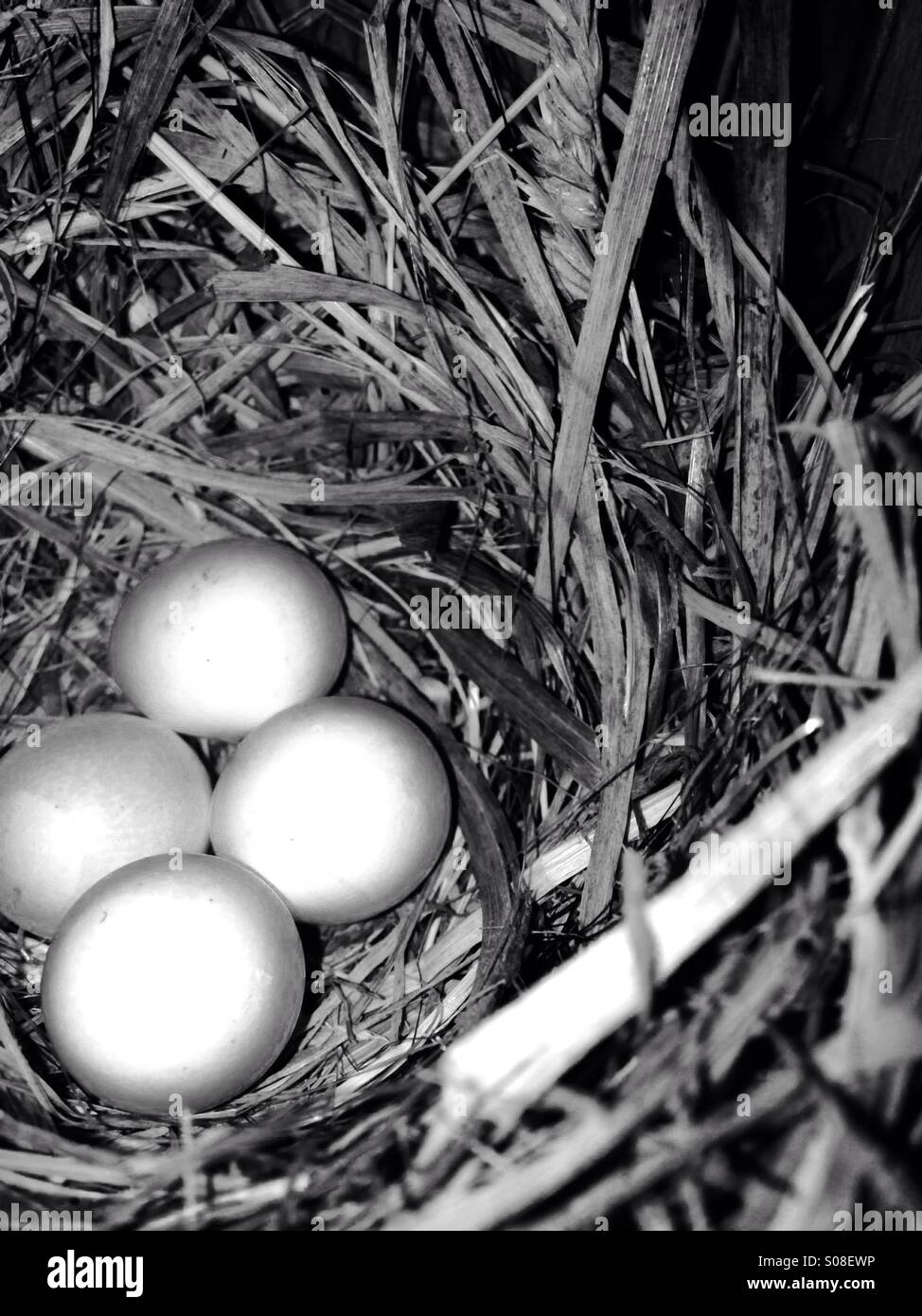 Rare bird eggs hi-res stock photography and images - Alamy