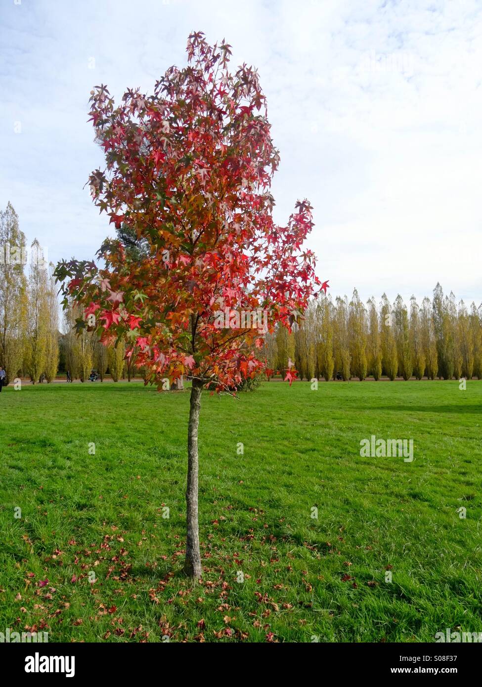 Burnt red tree Stock Photo - Alamy