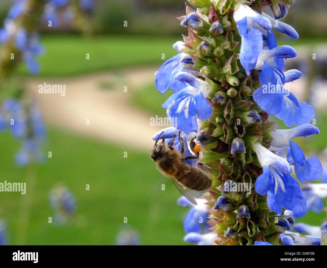 Blue bee hi-res stock photography and images - Alamy