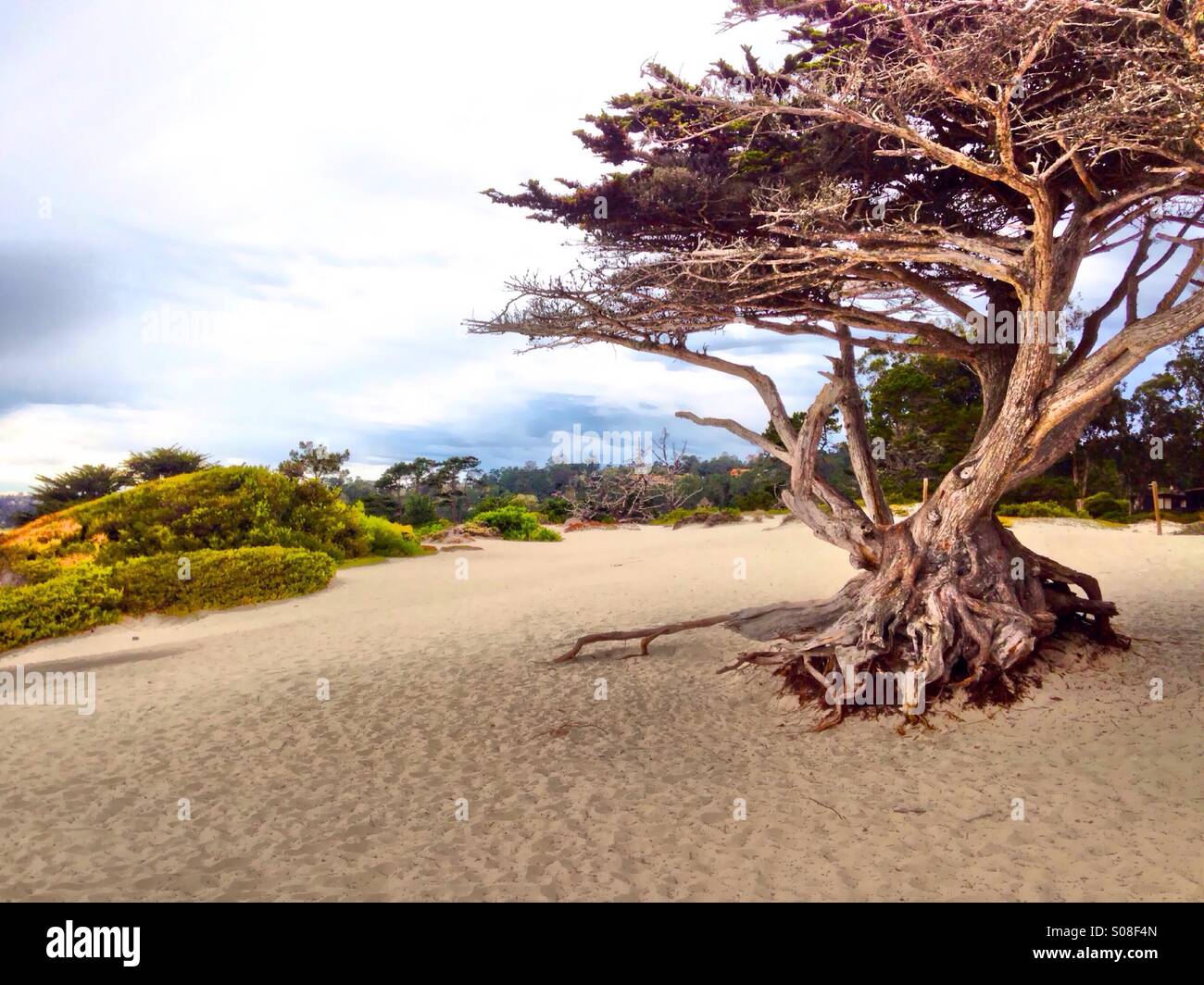 Old beach tree Stock Photo - Alamy