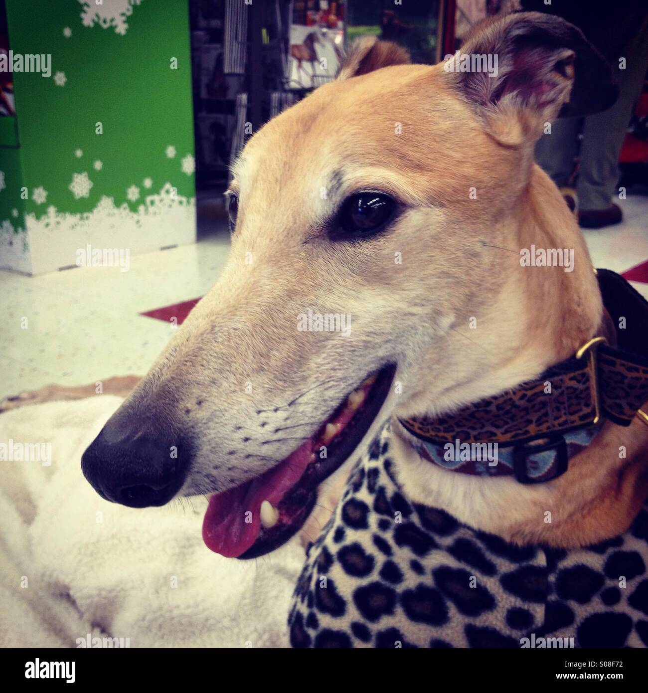 Retired greyhound hi-res stock photography and images - Alamy