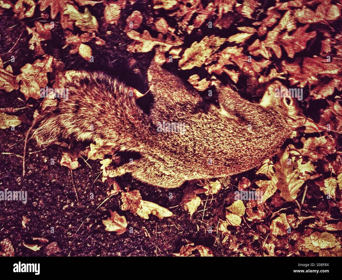 Dead squirrel hi-res stock photography and images - Alamy