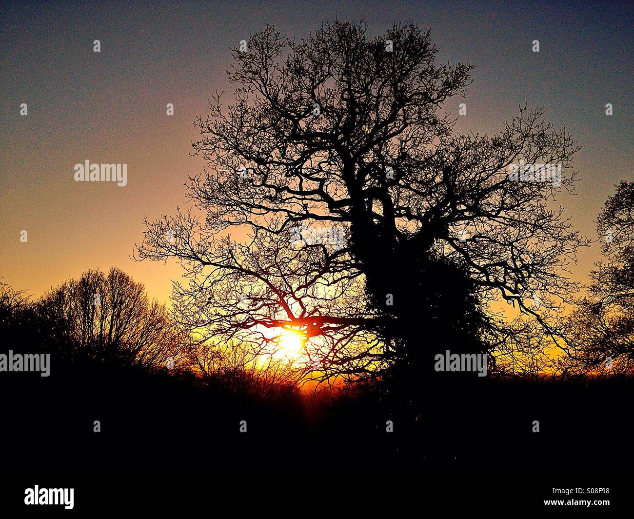 Oak trees sunrise hi-res stock photography and images - Alamy