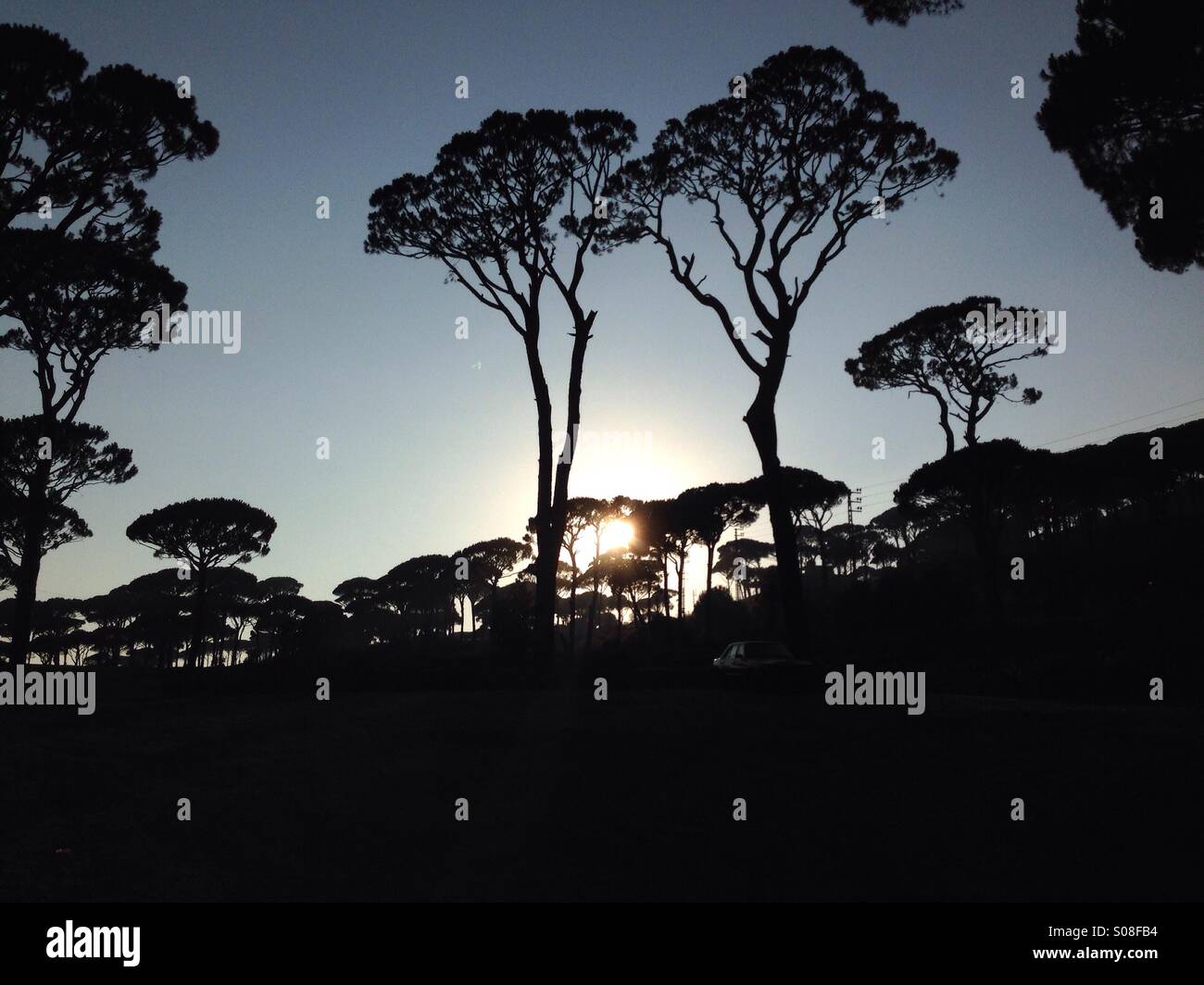 sunset behind the Pine trees - Pineland - Lebanon - Middle East Stock ...