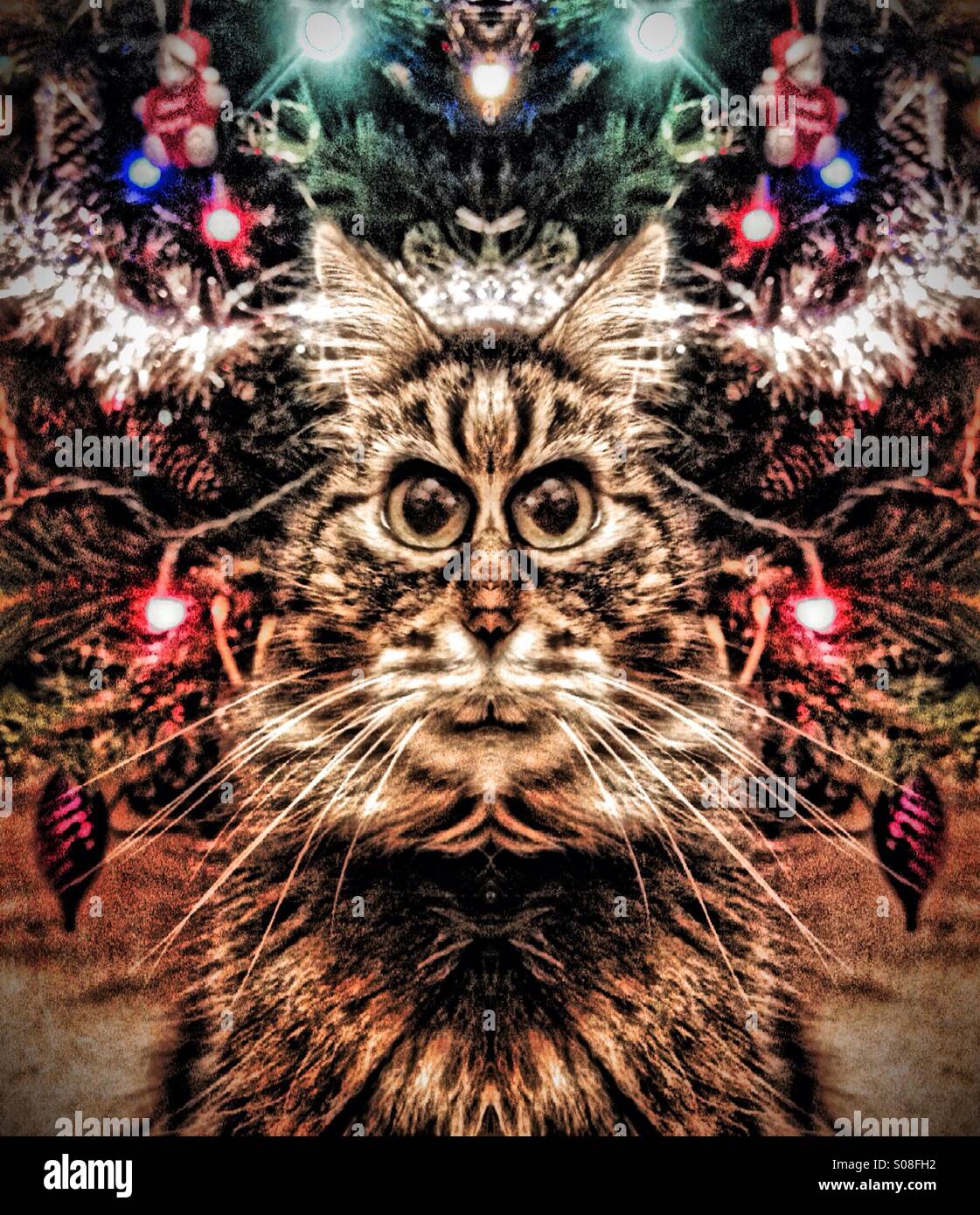 Symmetrical photo of a cat Stock Photo - Alamy