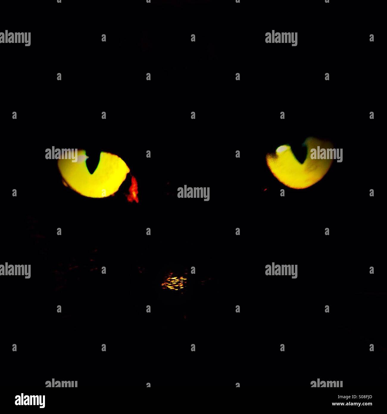 Look out - black cat hunting at night - yellow eyes Stock Photo - Alamy