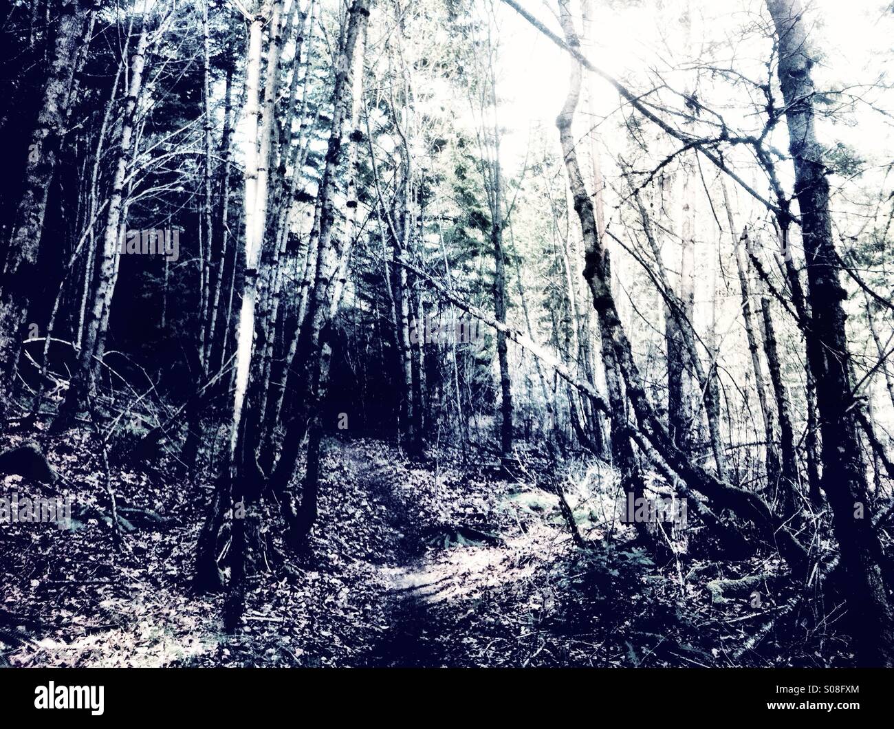 Wonder forest hi-res stock photography and images - Alamy