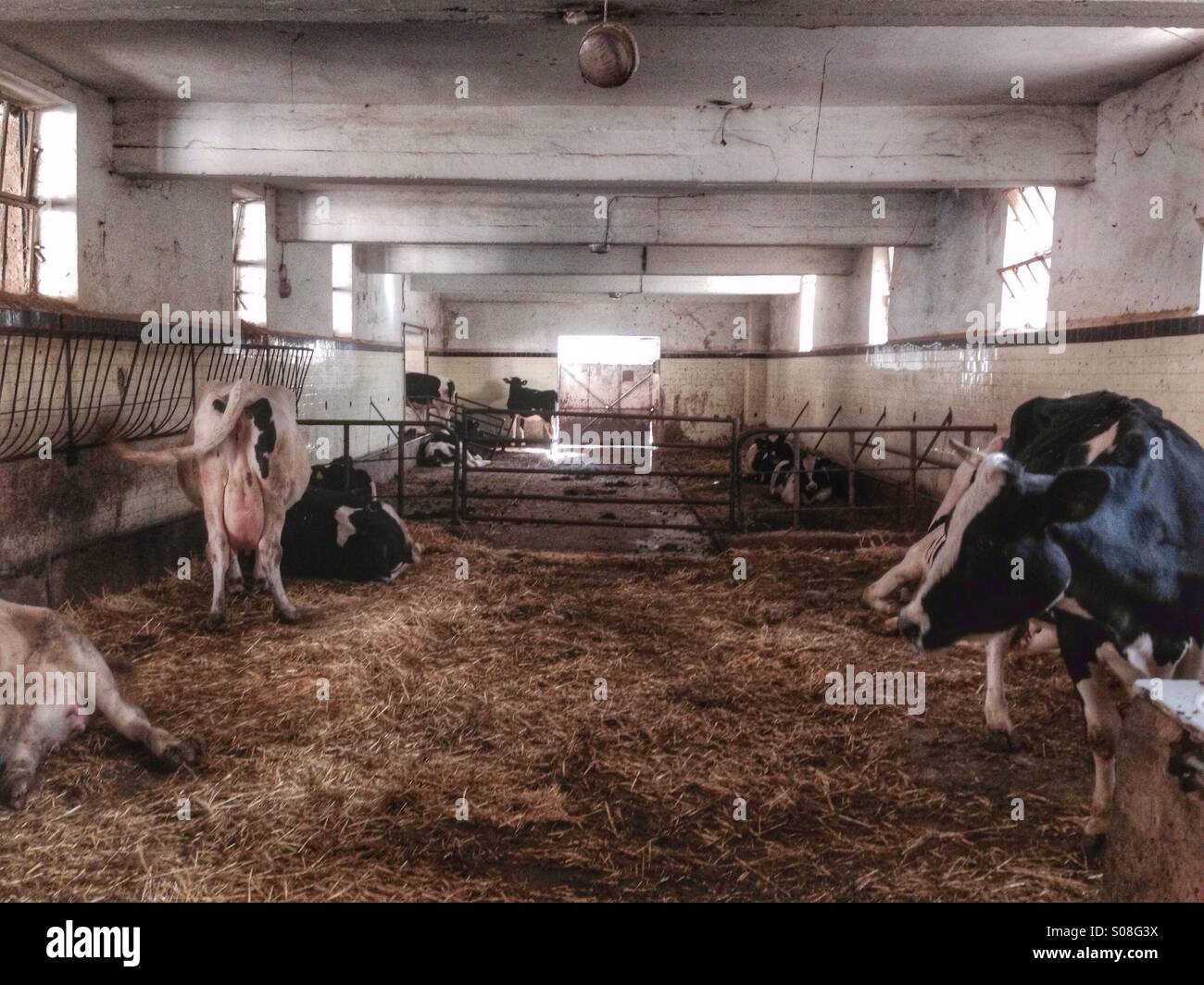 Cows inside the farm eating grass - taanayel Lebanon Stock Photo - Alamy