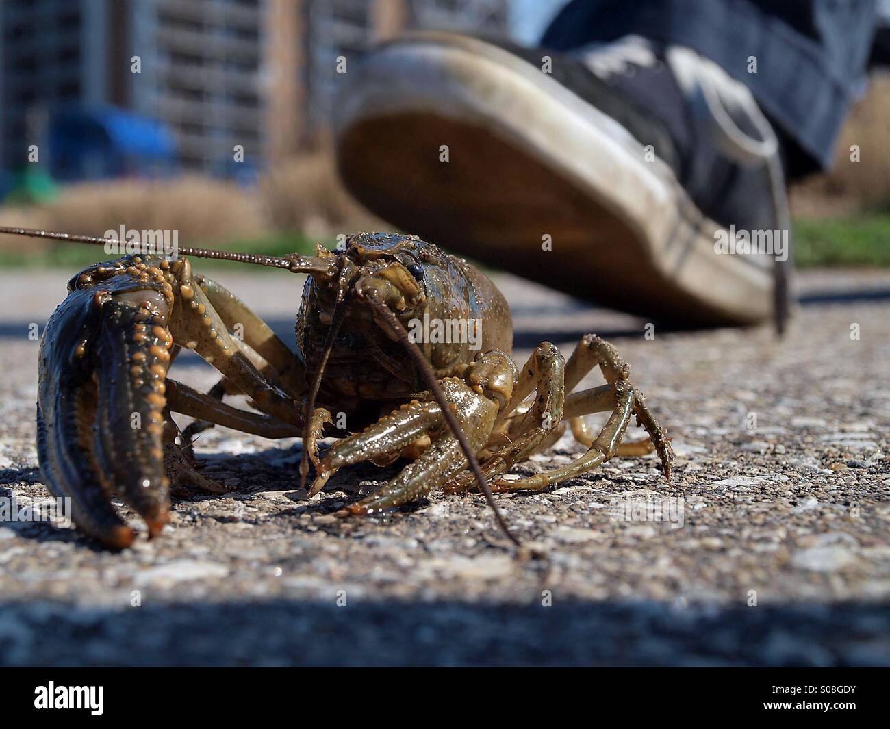 Crayfish out of place Stock Photo - Alamy