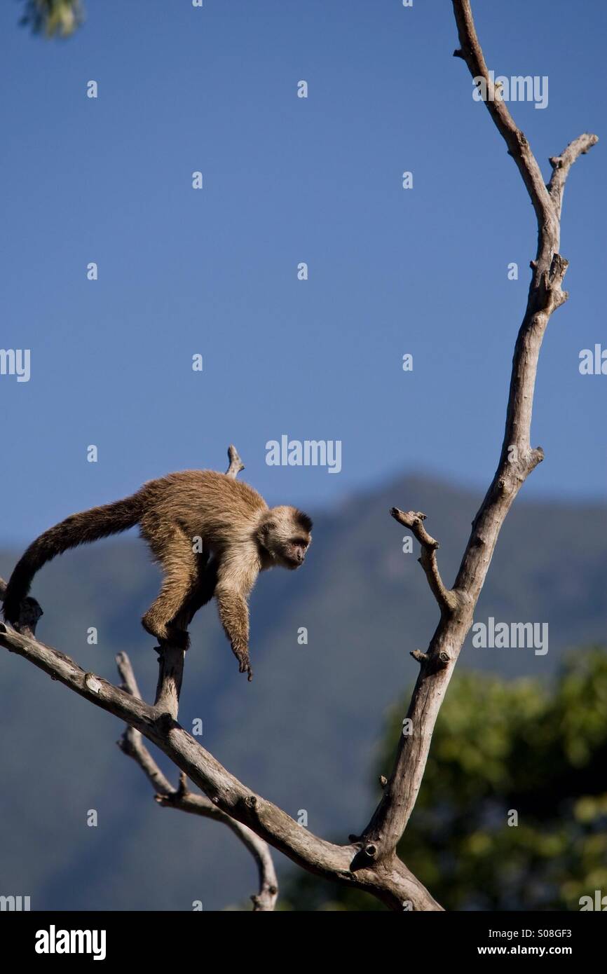 Monkey jump hi-res stock photography and images - Alamy