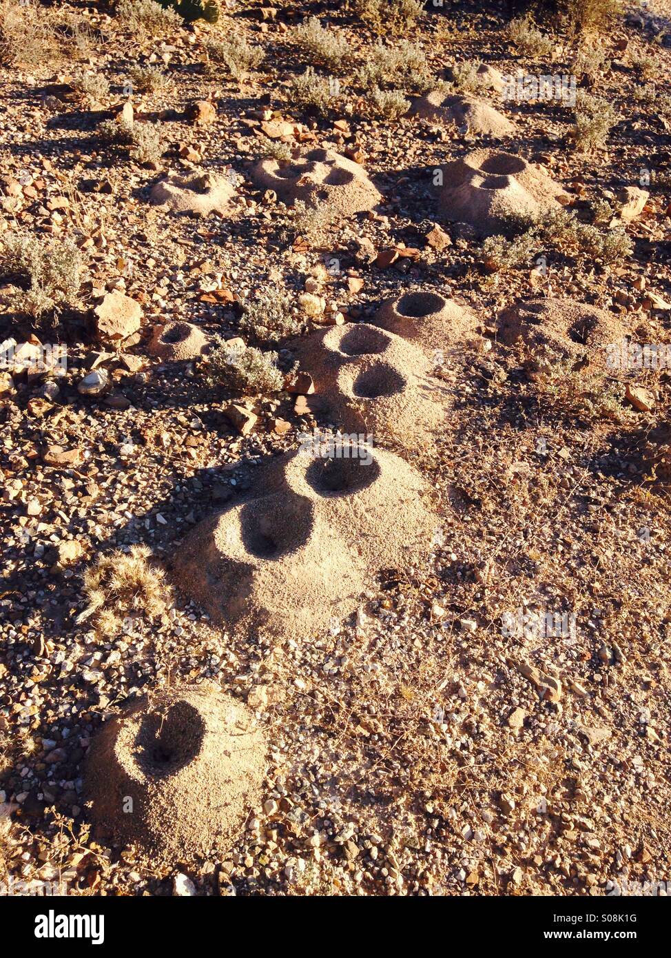 Anthills High Resolution Stock Photography and Images - Alamy