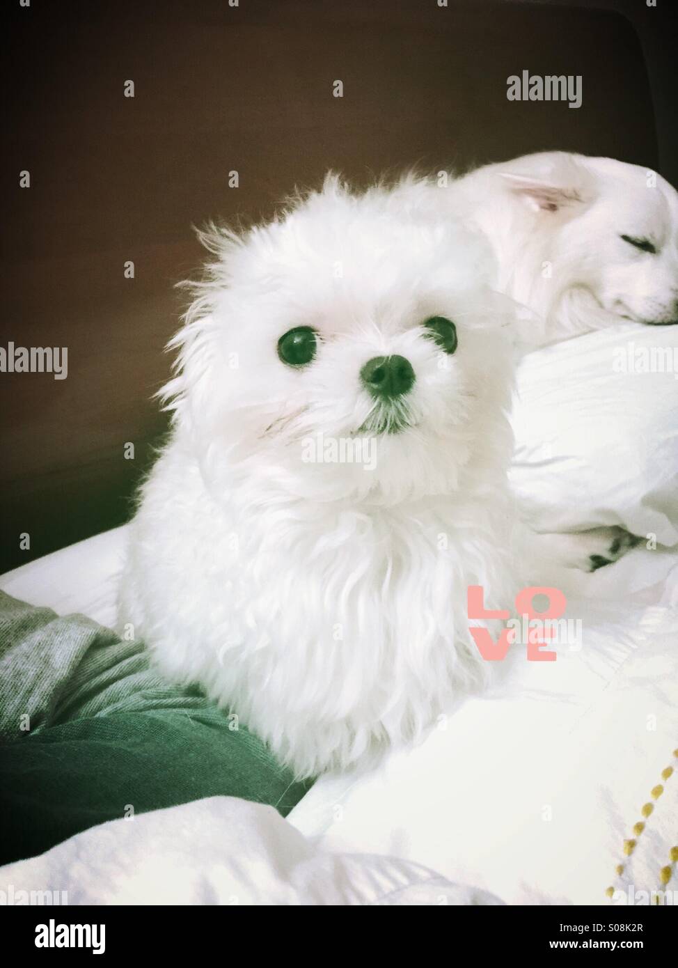 Teacup maltese hi-res stock photography and images - Alamy