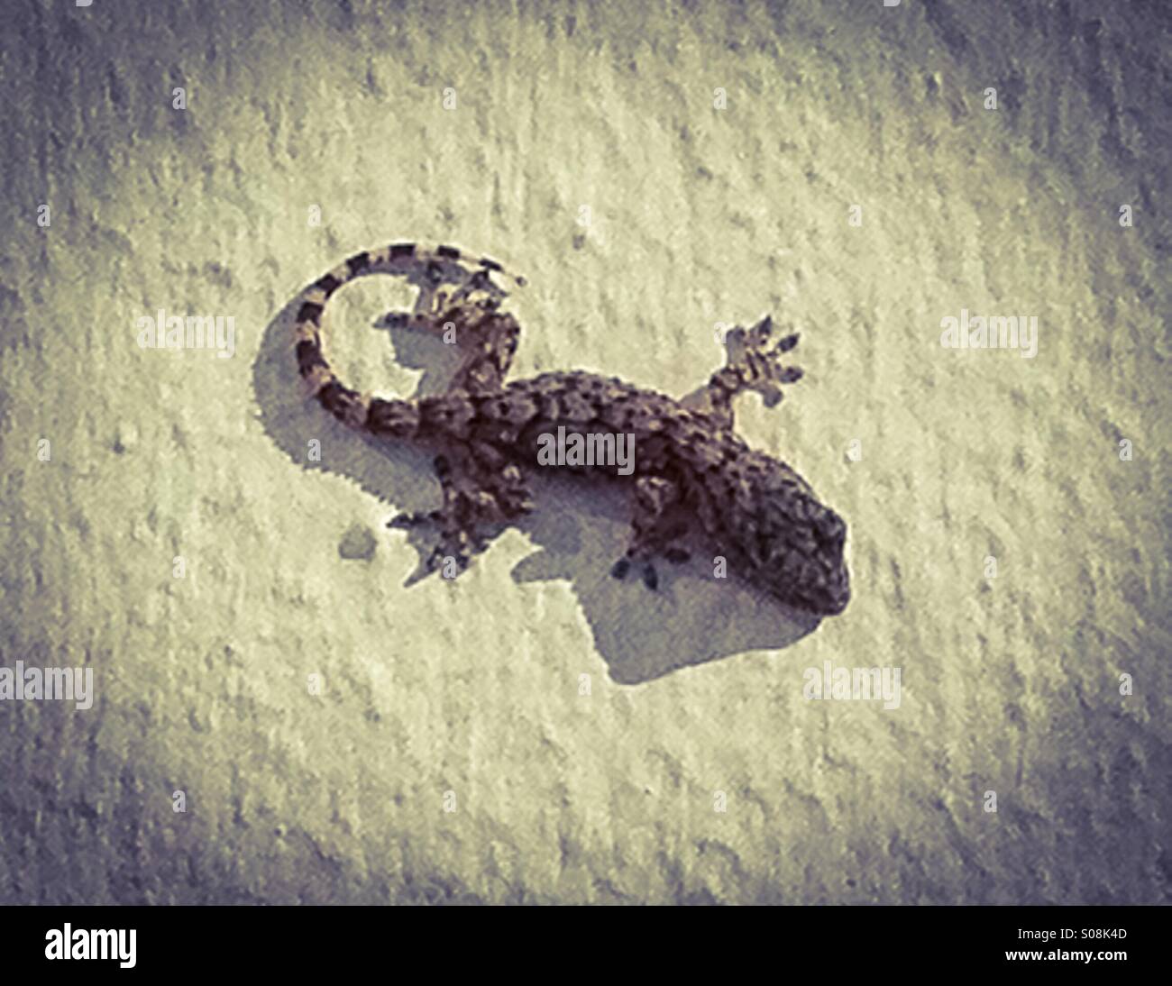 Lizards sunbathing hi-res stock photography and images - Alamy