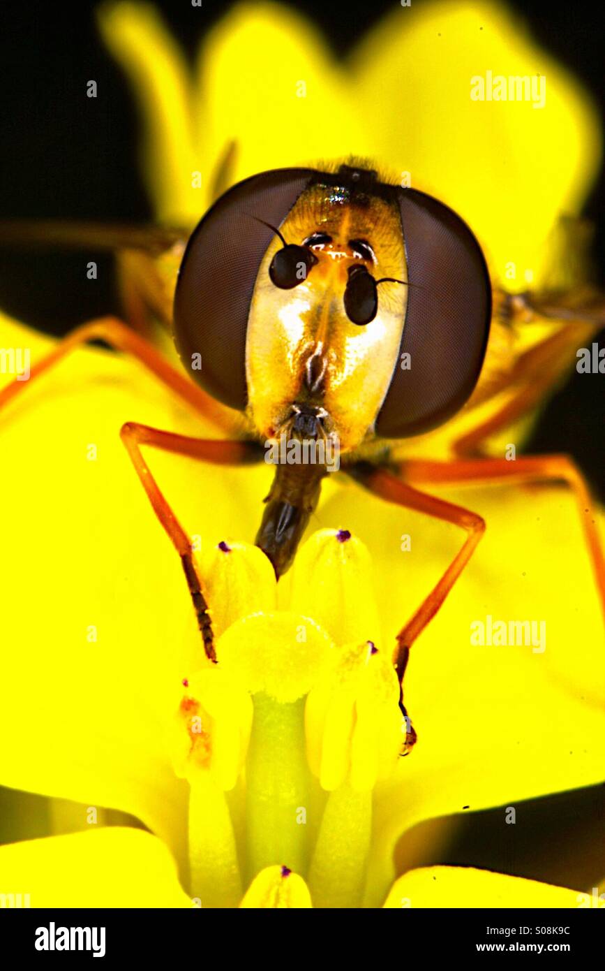 Fly head hi-res stock photography and images - Alamy