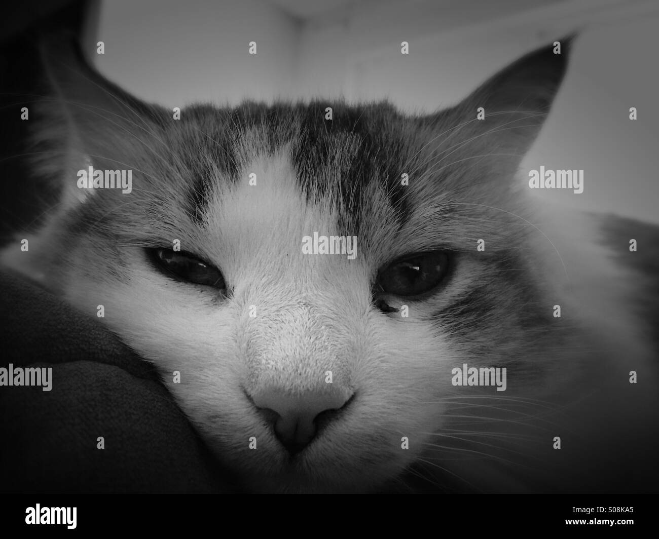 Lazy cat hi-res stock photography and images - Alamy