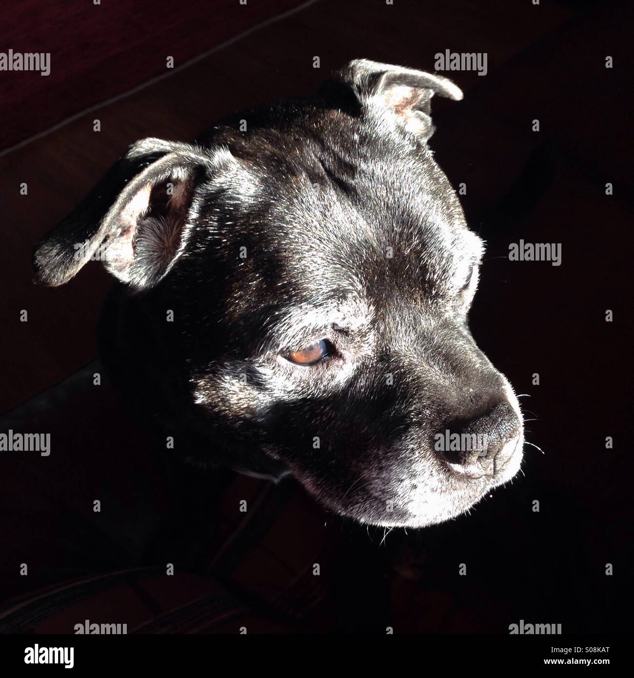 Grey staffordshire bull terrier hi-res stock photography and images - Alamy