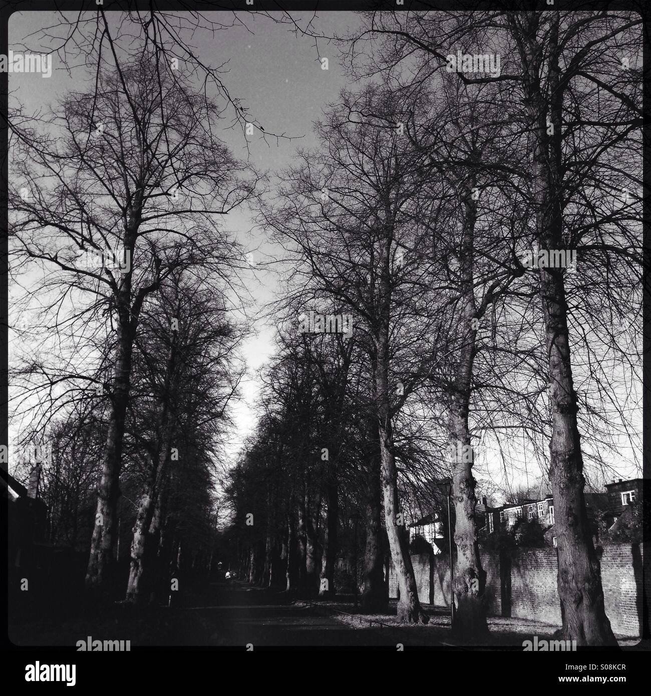 Large tall tree trunks hi-res stock photography and images - Alamy