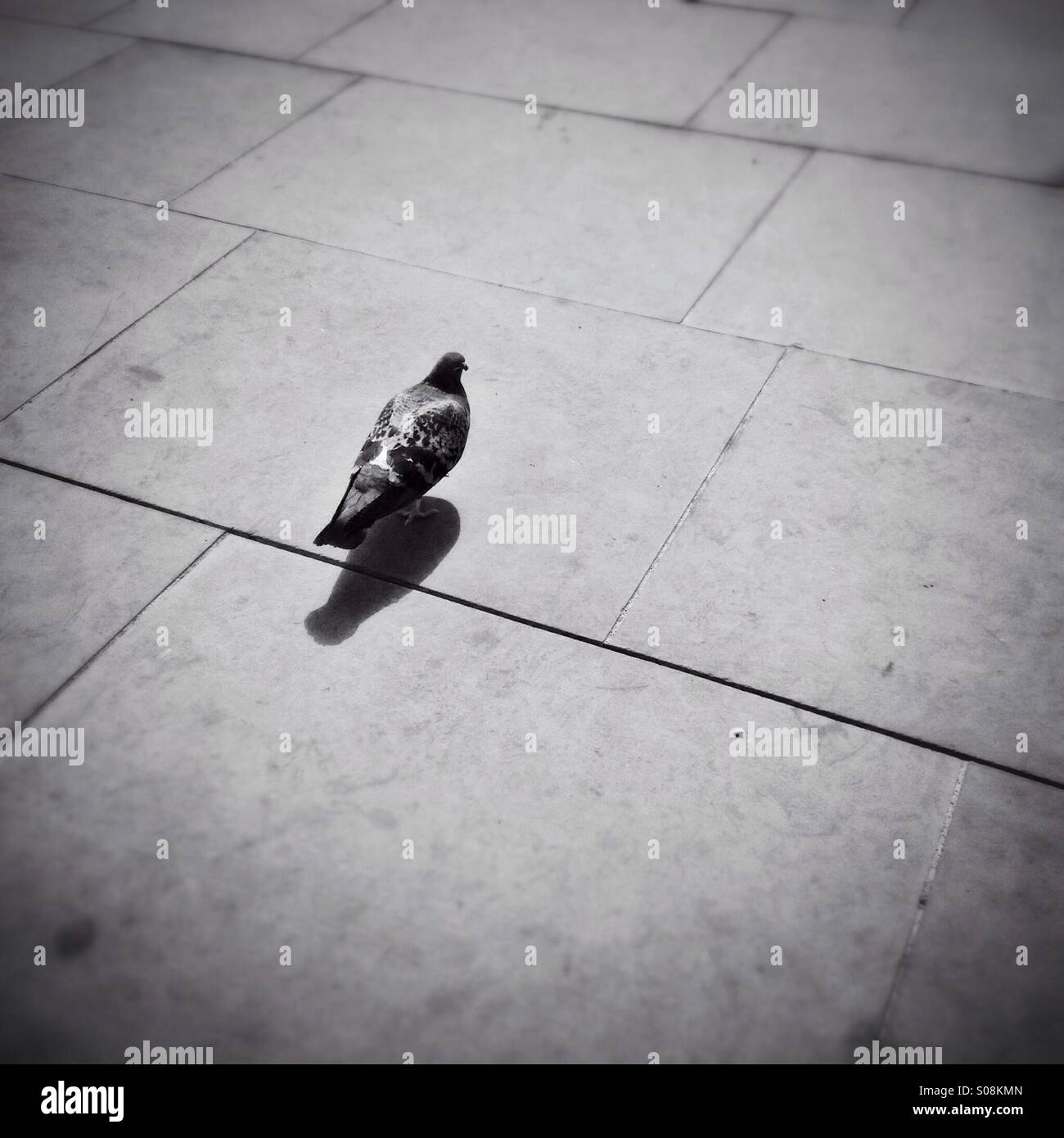 Pigeon Shadow High Resolution Stock Photography and Images - Alamy