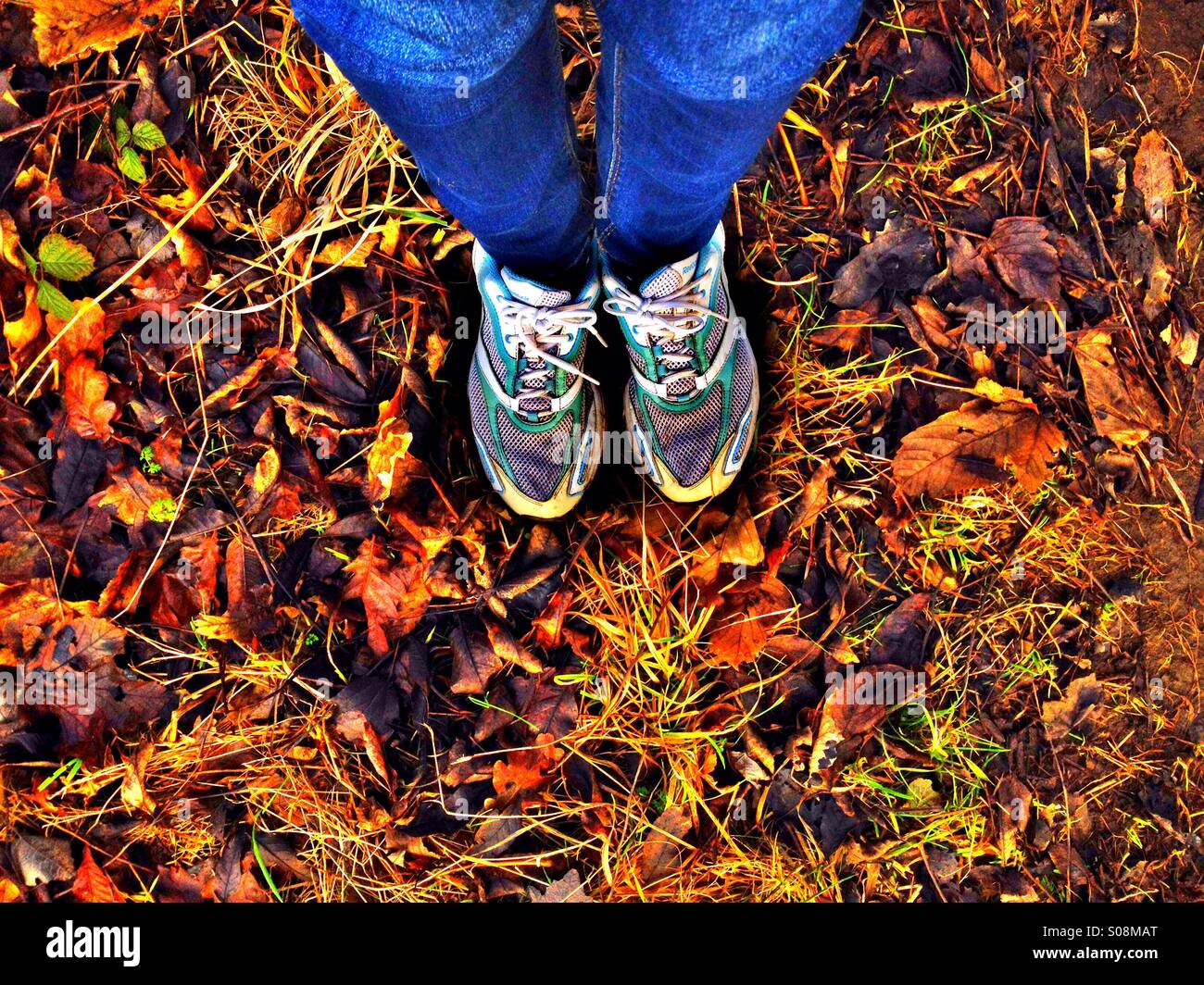 Looking down on a leafy path Stock Photo - Alamy