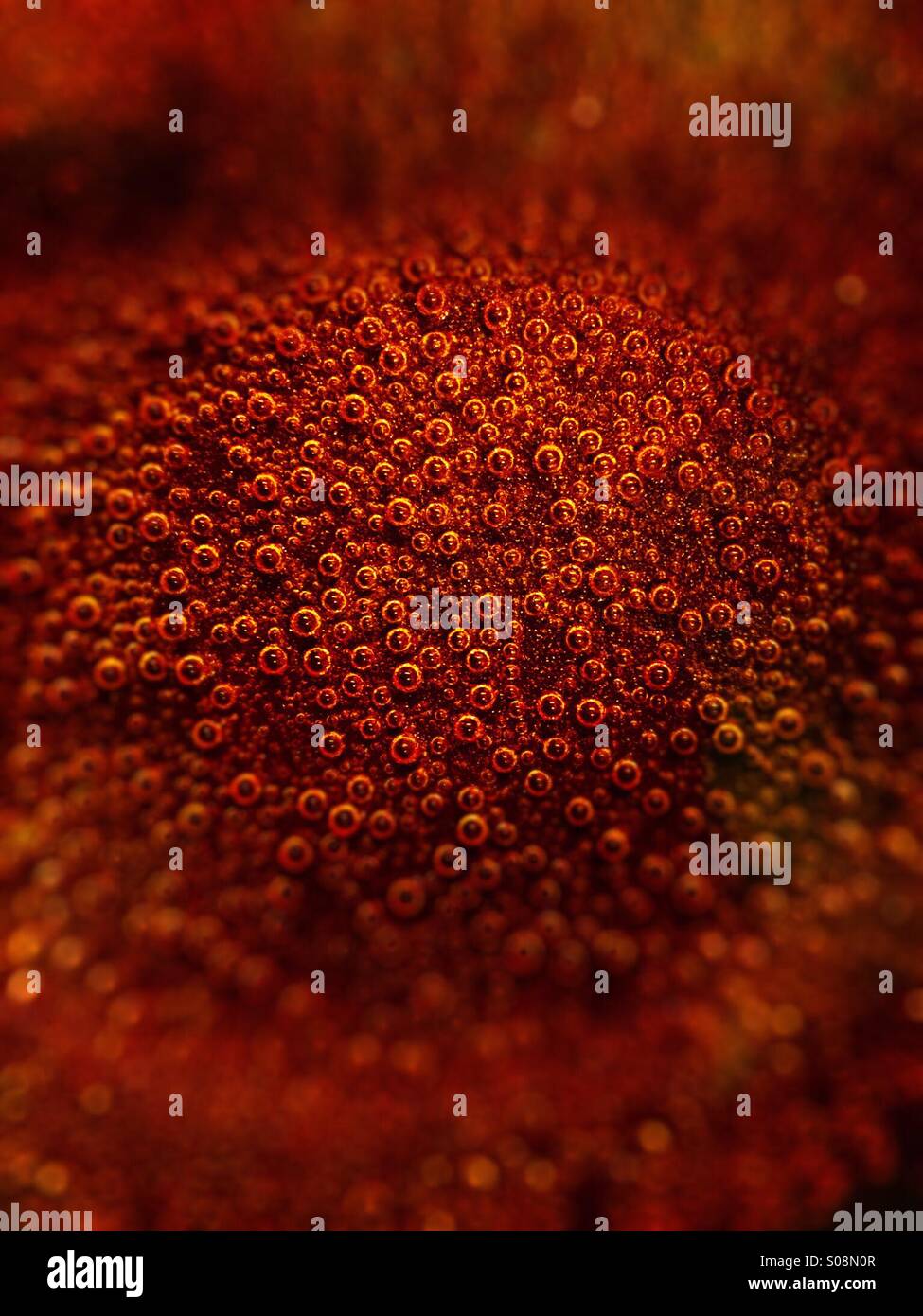Bubbles that resemble an organic substance Stock Photo - Alamy