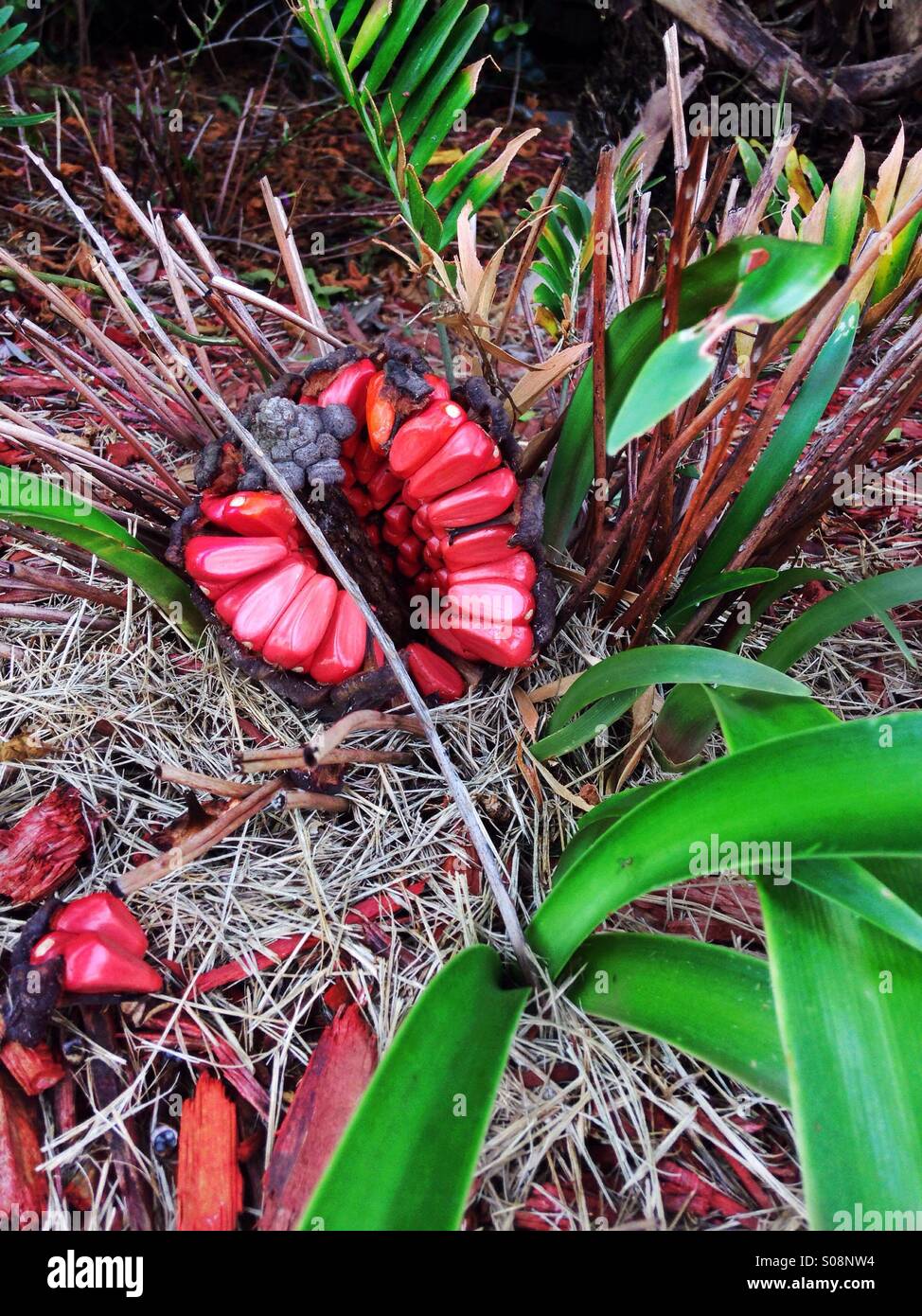 Rich color hi-res stock photography and images - Alamy