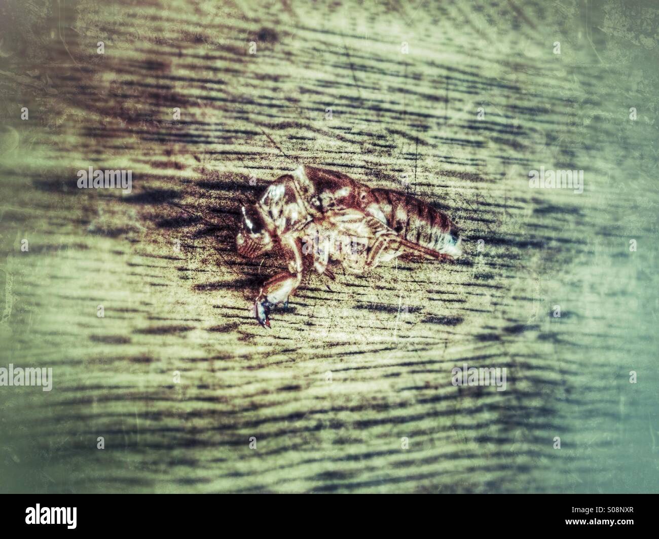 Bug exoskeleton hi-res stock photography and images - Alamy