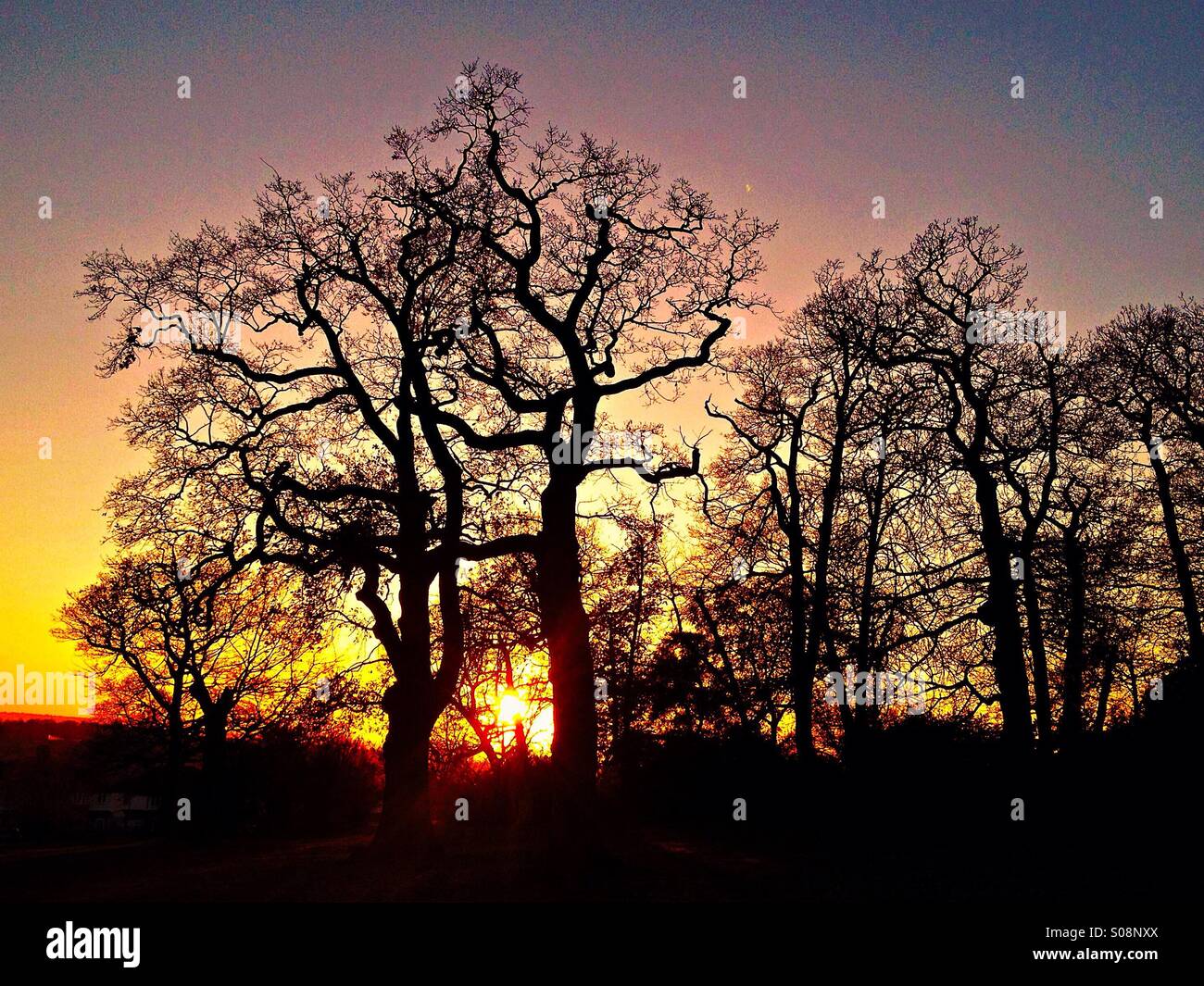 Line of oak trees hi-res stock photography and images - Alamy