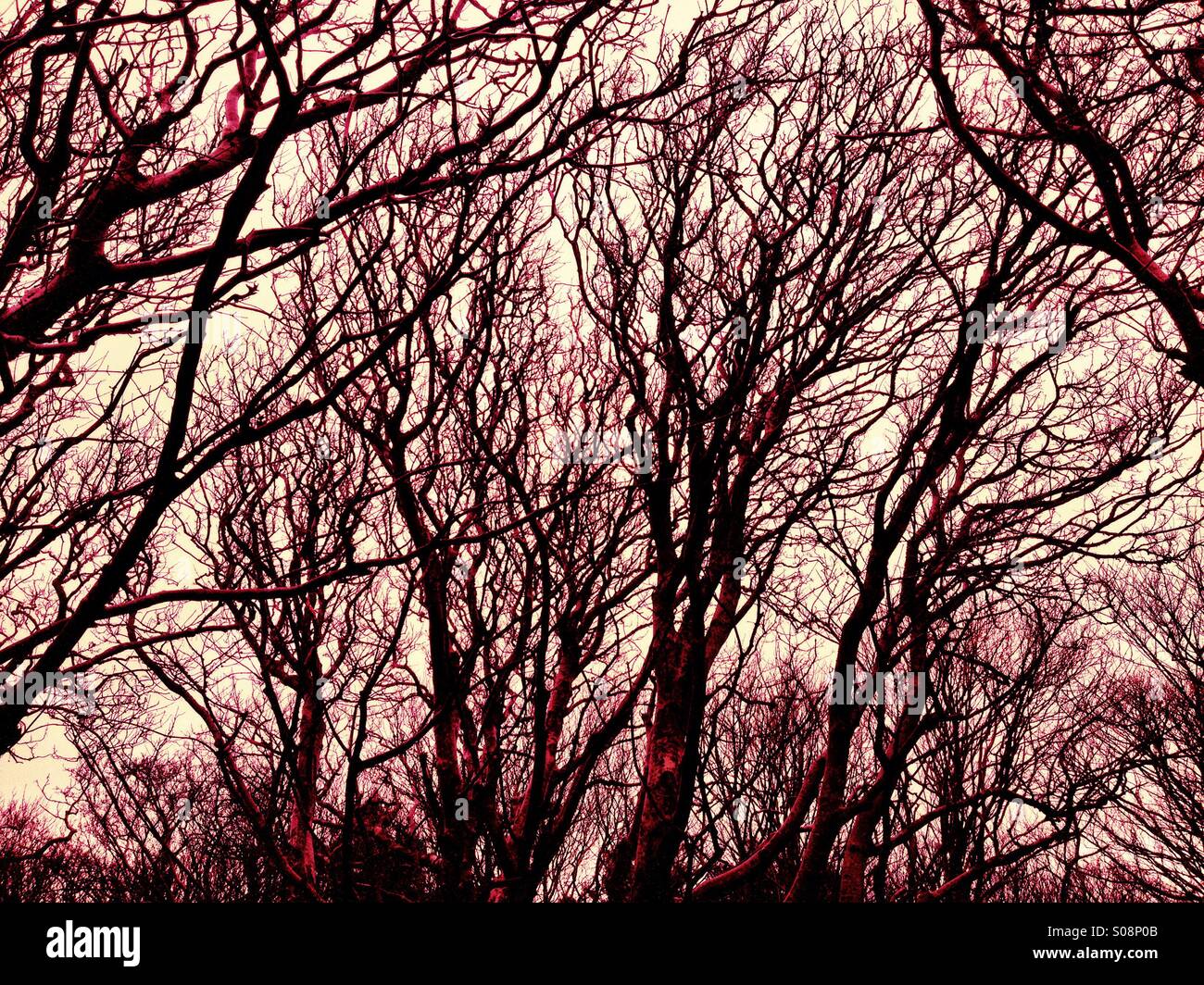 Haunted Frightened Trees Stock Photo - Alamy