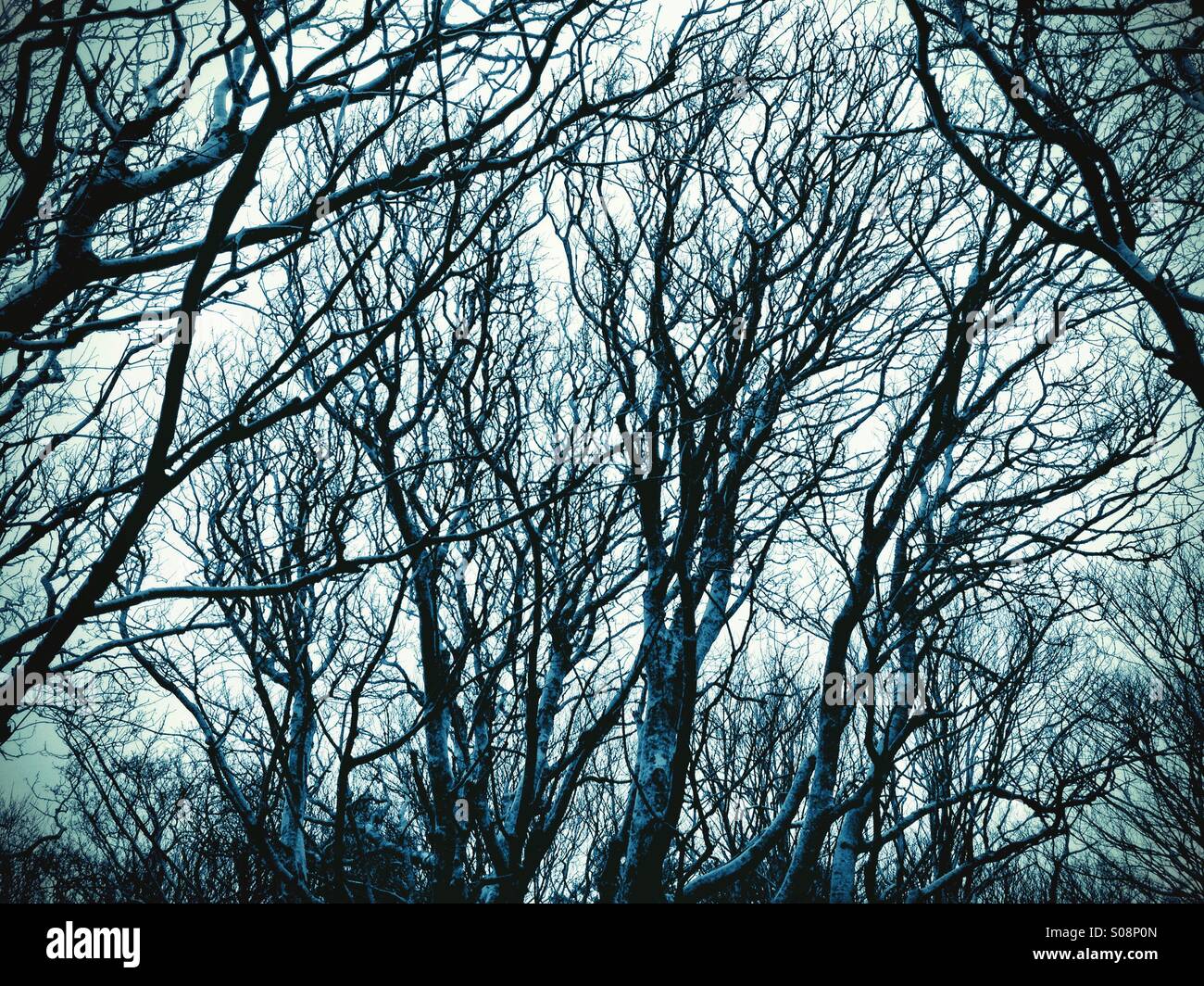Haunted Frightened Trees #2 Stock Photo - Alamy