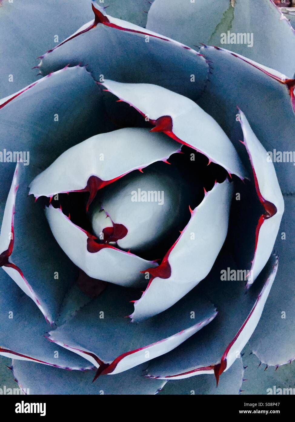 Abstract patterns in nature hi-res stock photography and images - Alamy