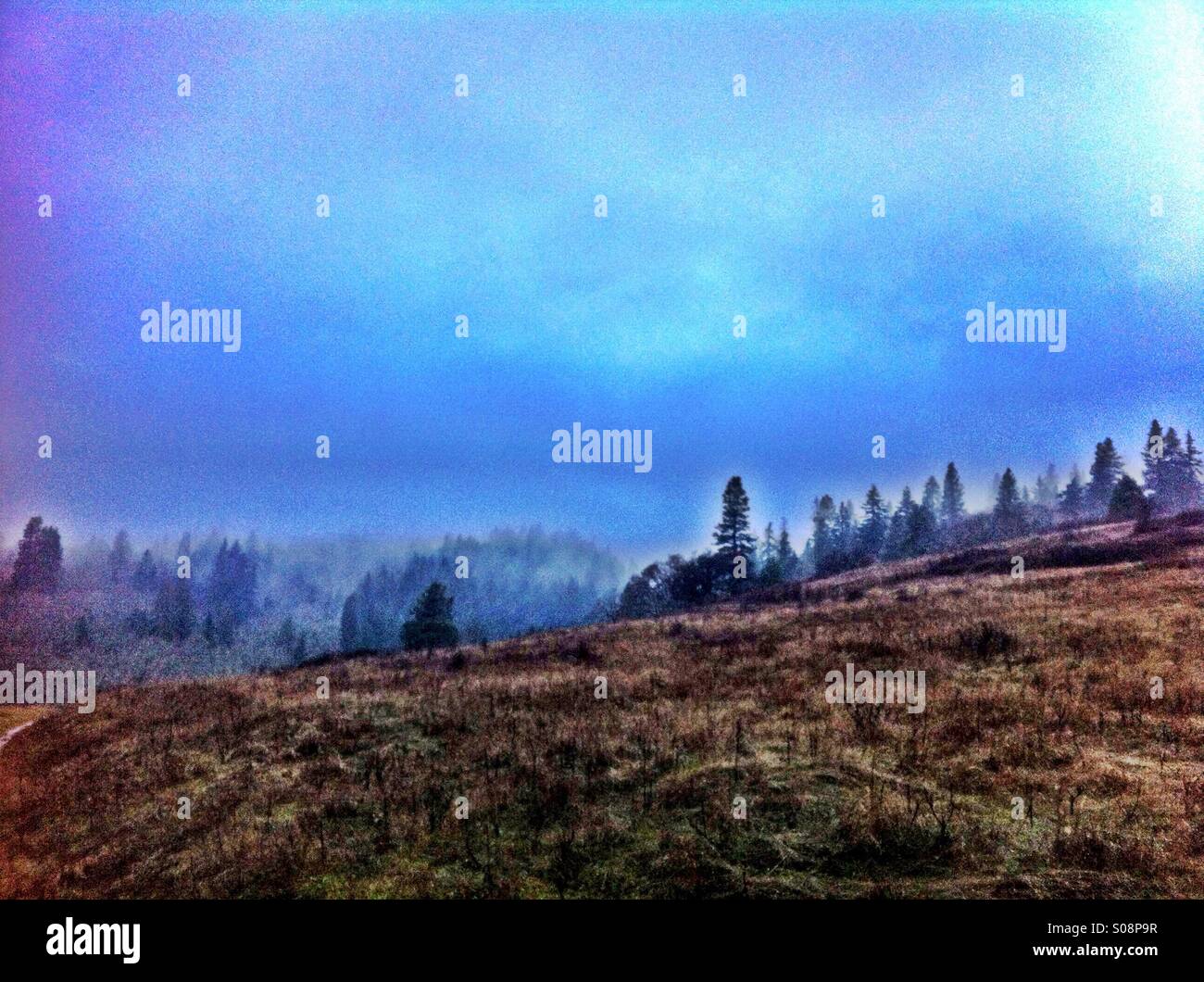 Trees in haze Stock Photo - Alamy