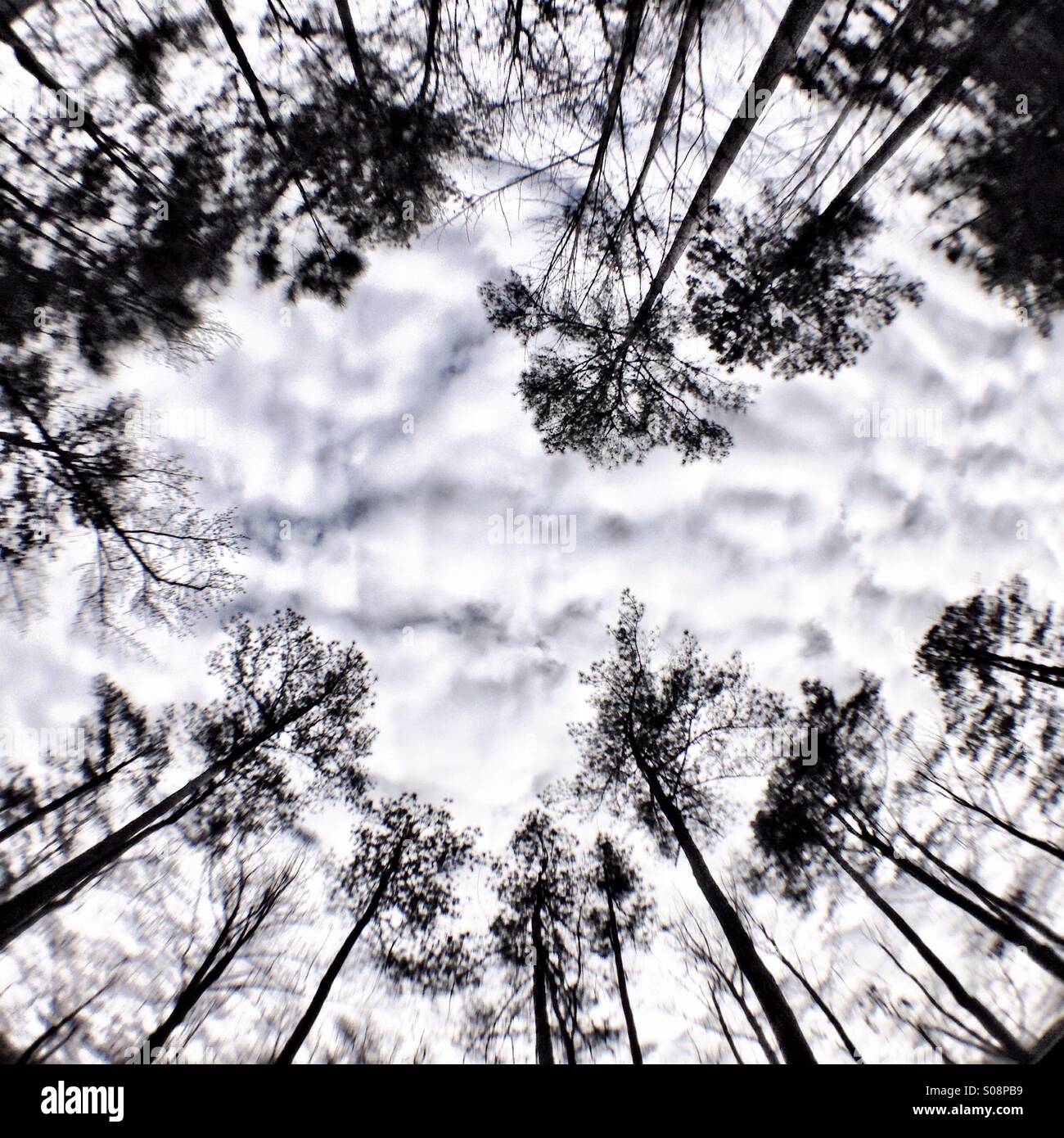 Looking up trees treetops hi-res stock photography and images - Alamy