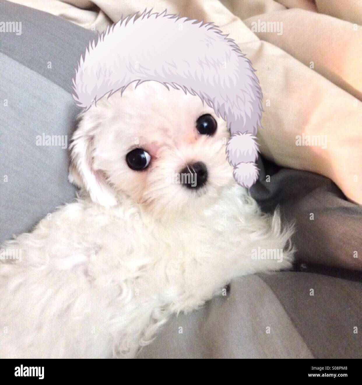 White Teacup Maltese Puppies