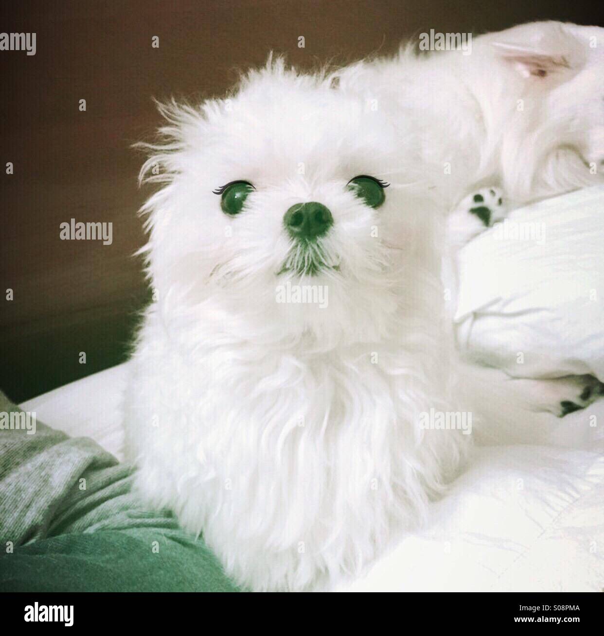 Teacup maltese hi-res stock photography and images - Alamy