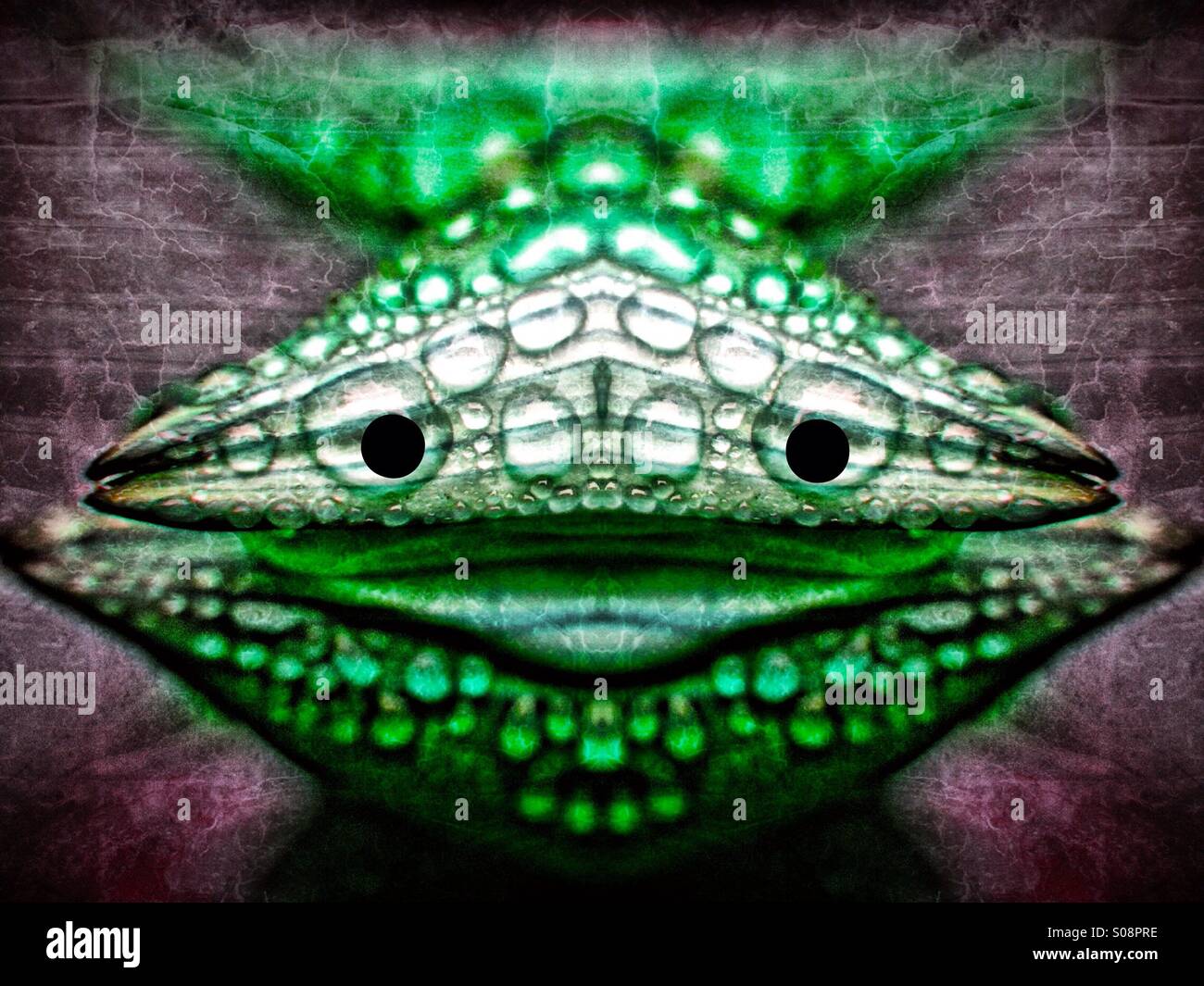 Symmetrical photo of a flower bud looking like a fish Stock Photo - Alamy