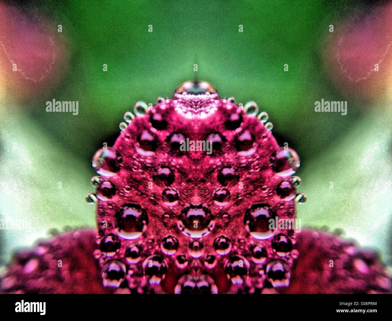 Symmetrical photo of rain drops on a petal Stock Photo - Alamy