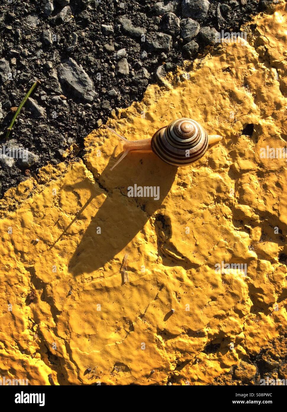 Snail on the road Stock Photo - Alamy