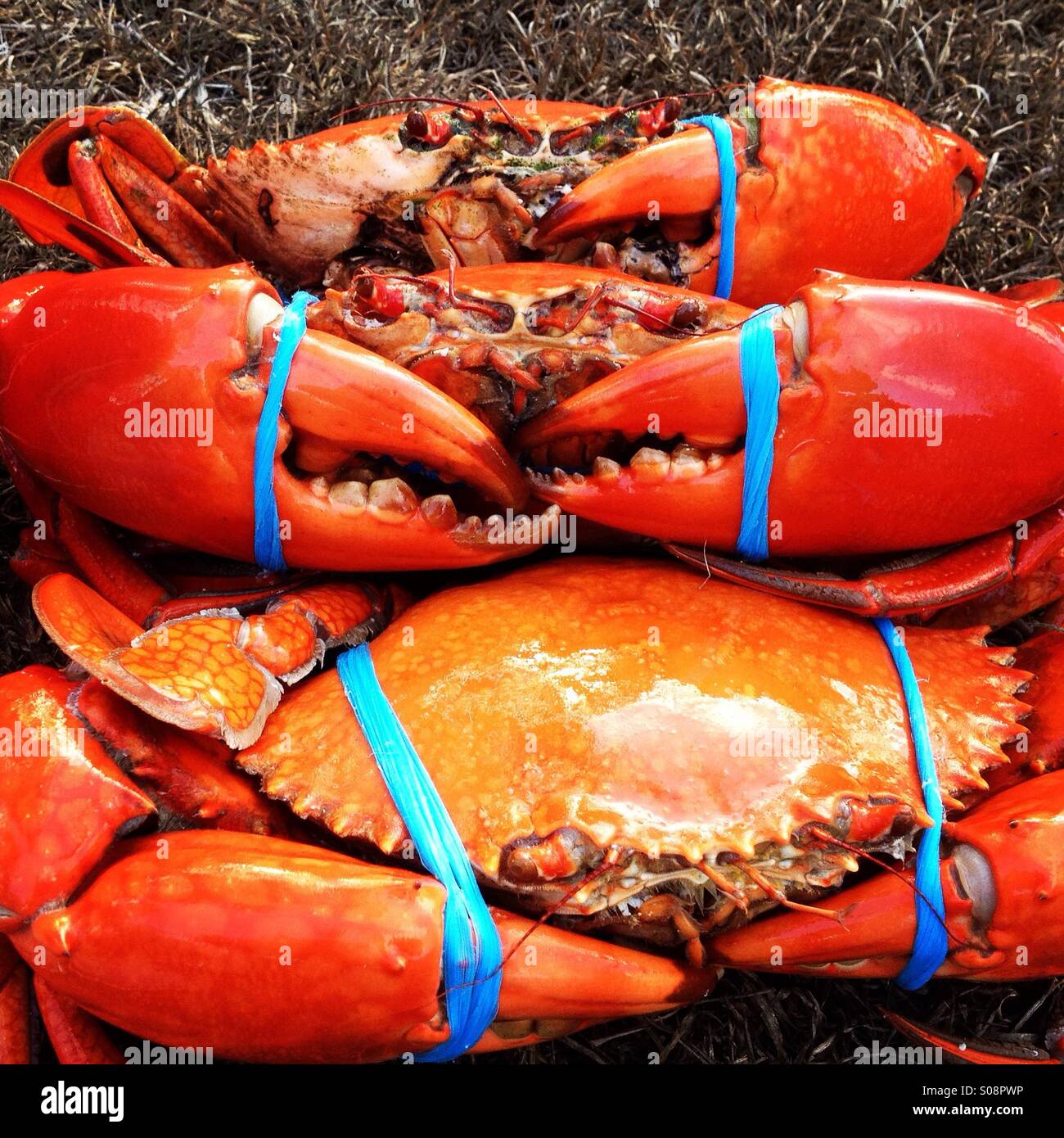 Mud crabs hi-res stock photography and images - Alamy