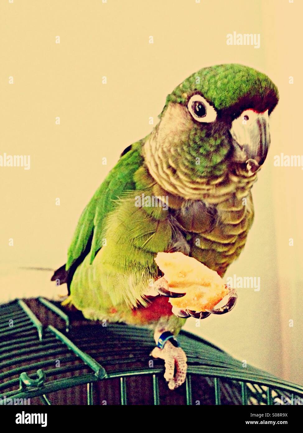 Parrot cage hi-res stock photography and images - Alamy