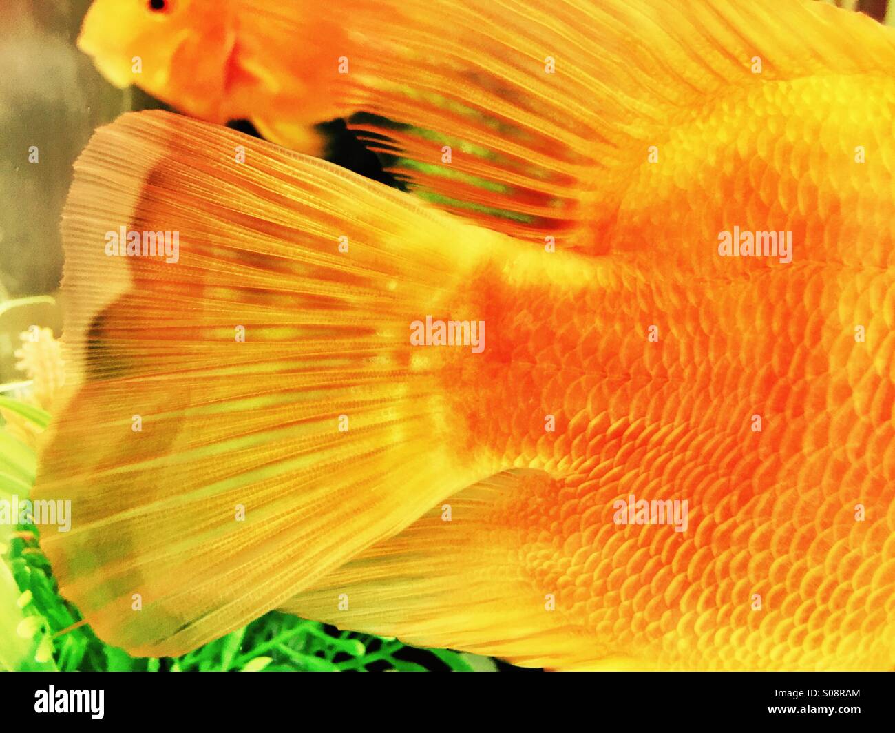 Goldfish tail hi-res stock photography and images - Alamy
