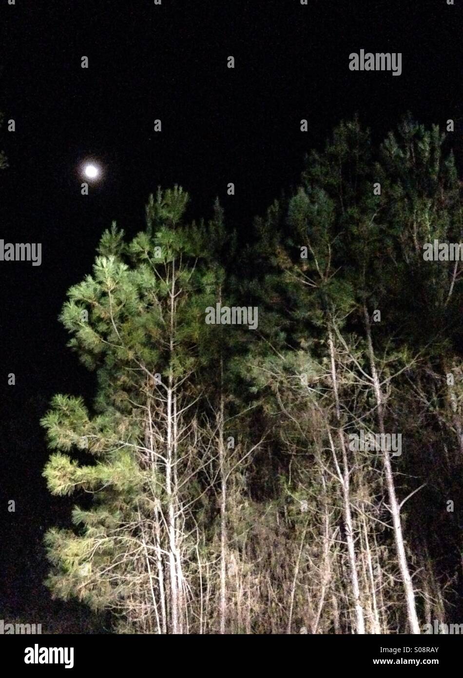 Trees in the moonlight hi-res stock photography and images - Alamy