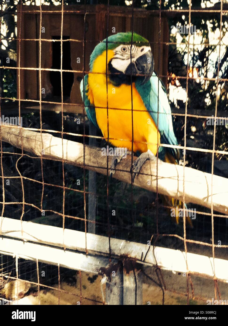 Staring bird hi-res stock photography and images - Alamy