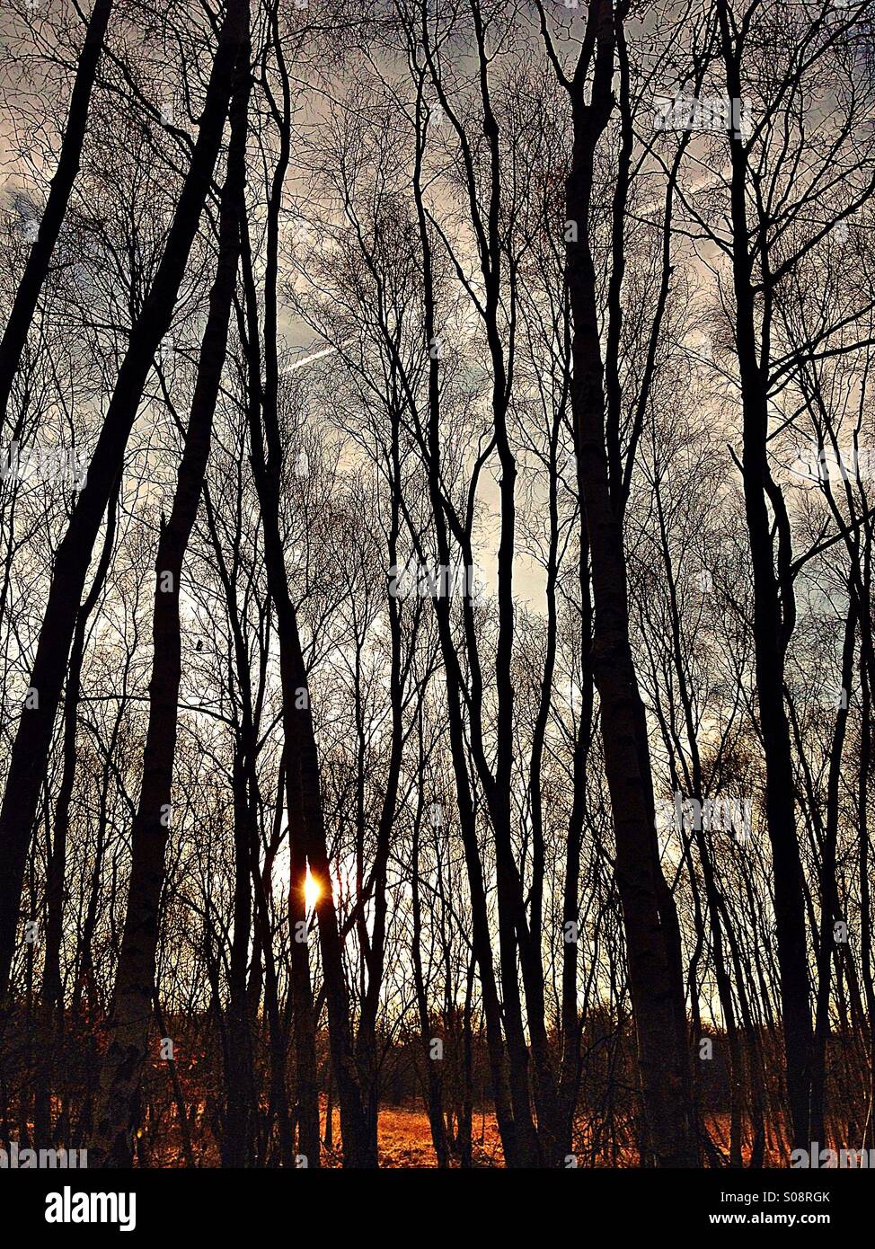 Tall winter trees hi-res stock photography and images - Alamy