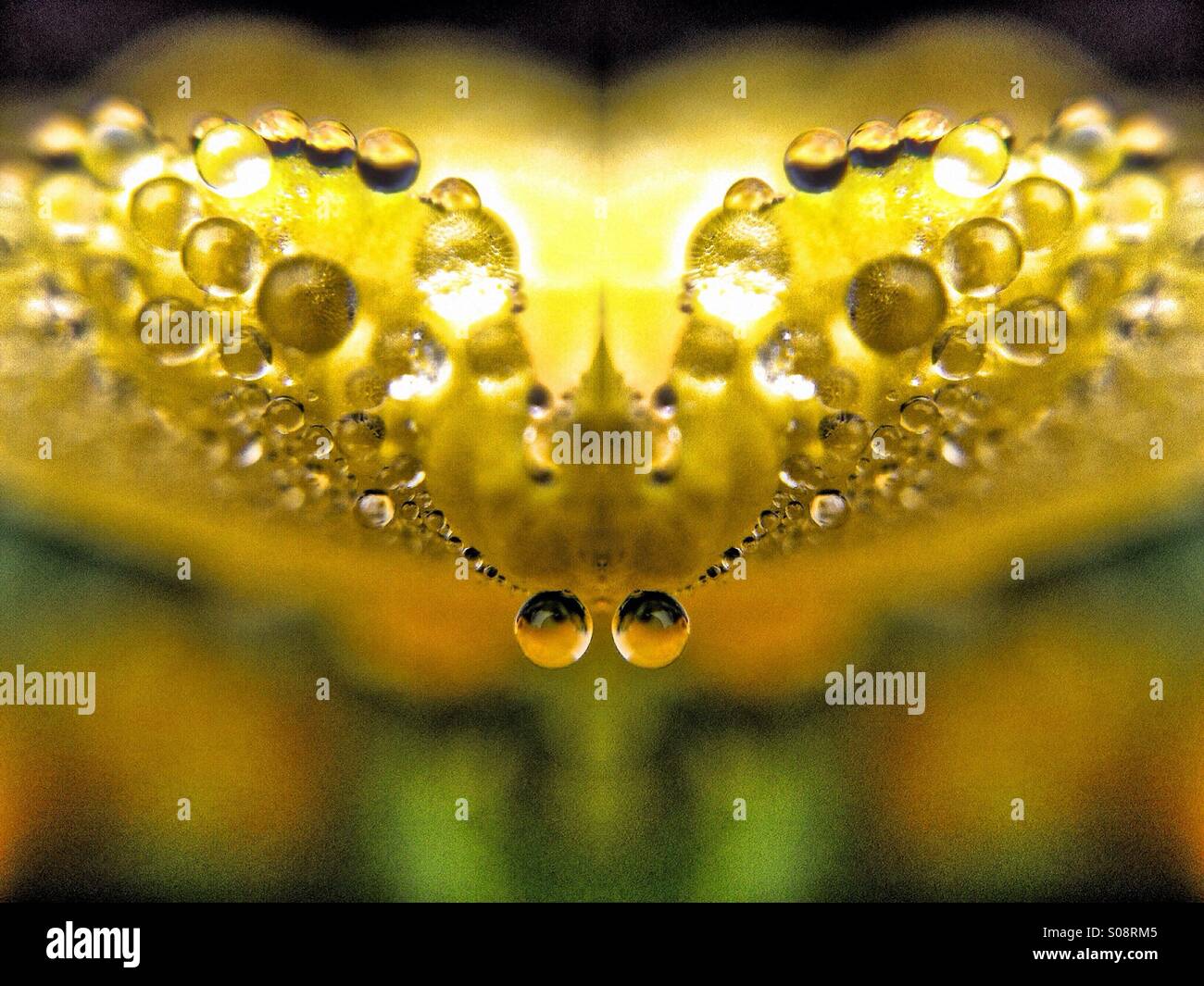Symmetrical photo of water drops on a petal Stock Photo - Alamy