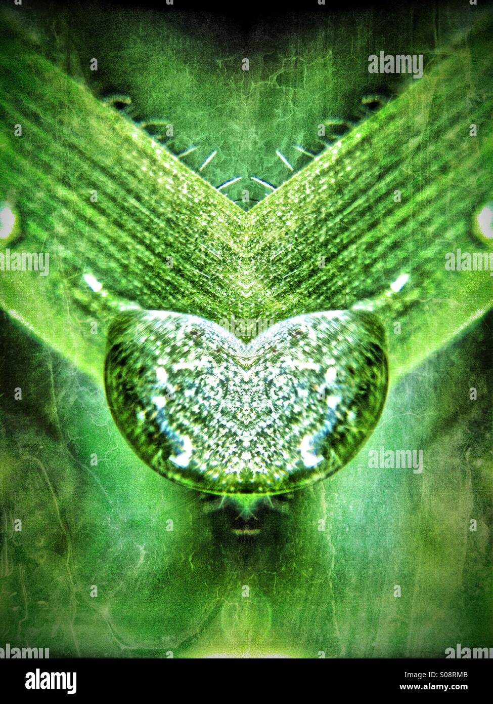 Symmetrical photo of a water drop on grass Stock Photo - Alamy